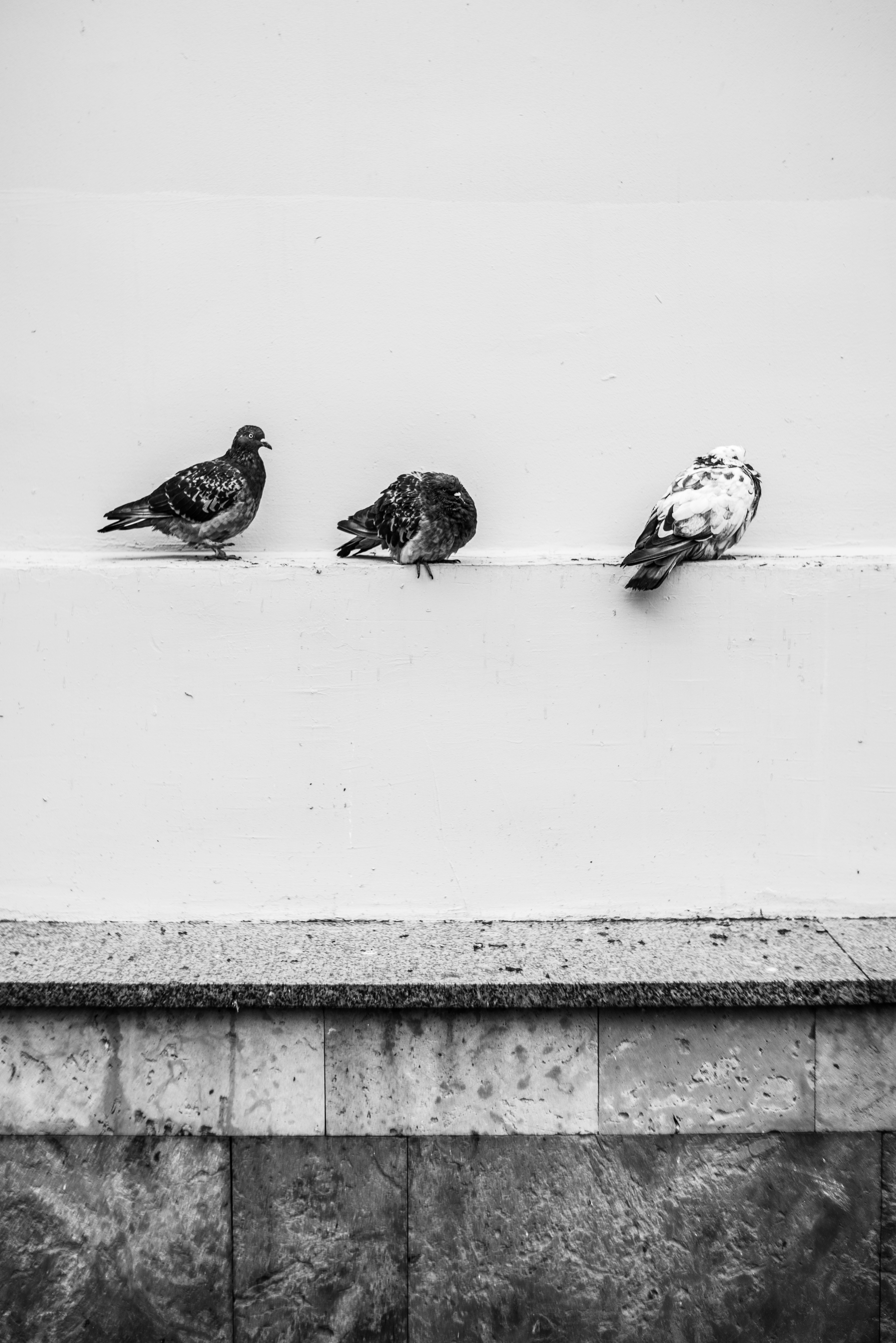 Three Pigeons on a Concrete Lip