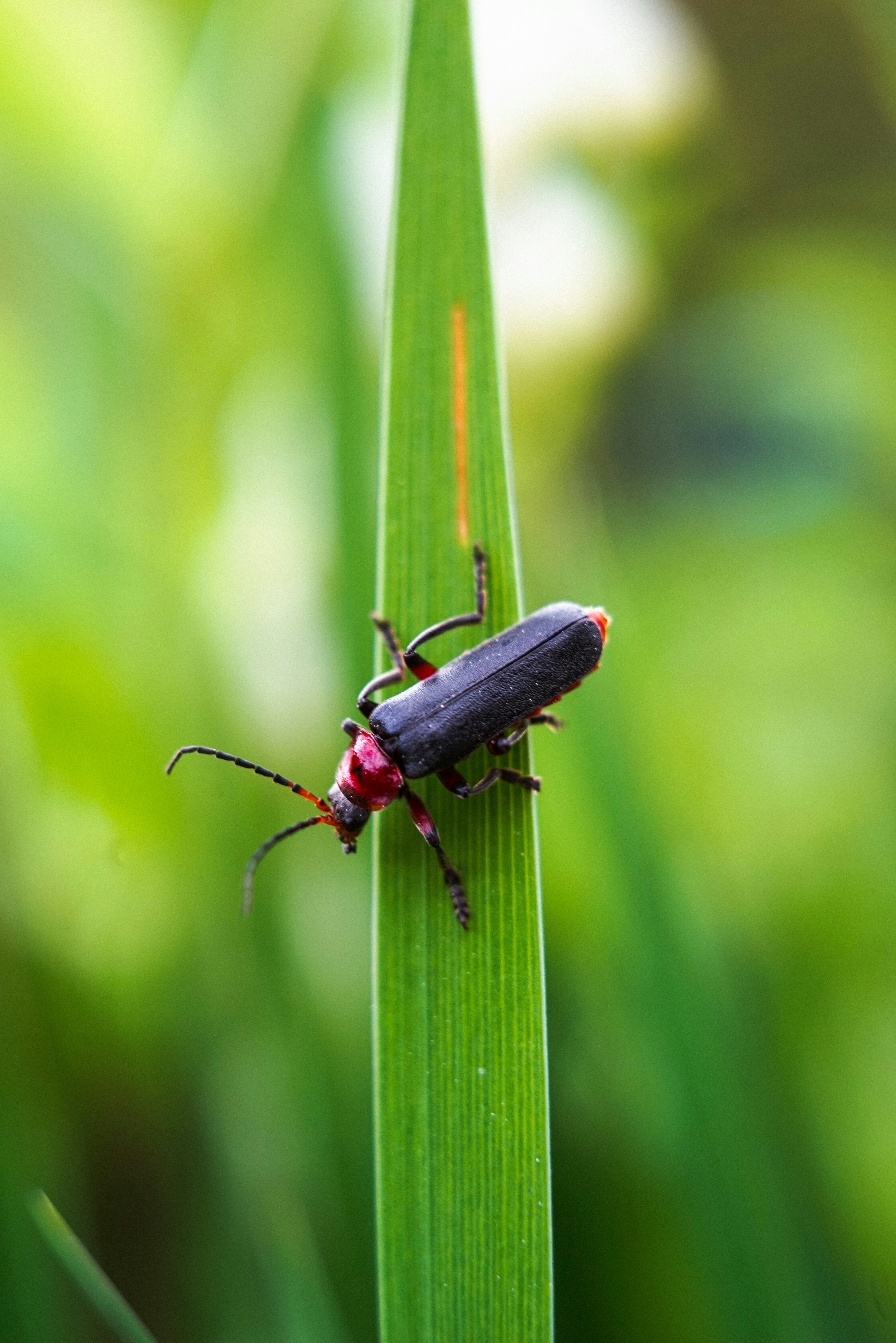 Red-Headed Beetle on a Narrow Gleam of Green