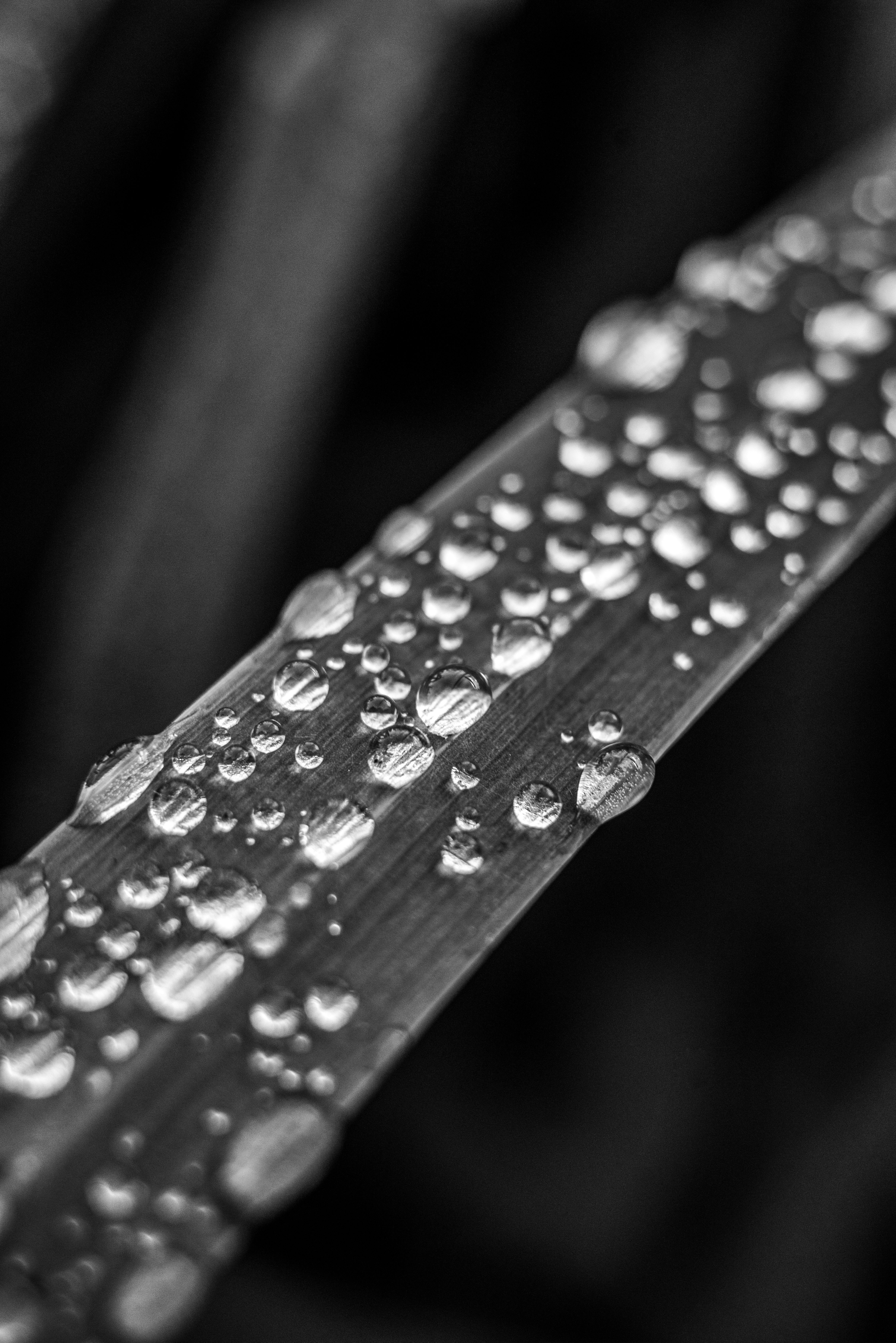 Dew-kissed blade: a macro study in droplets and texture