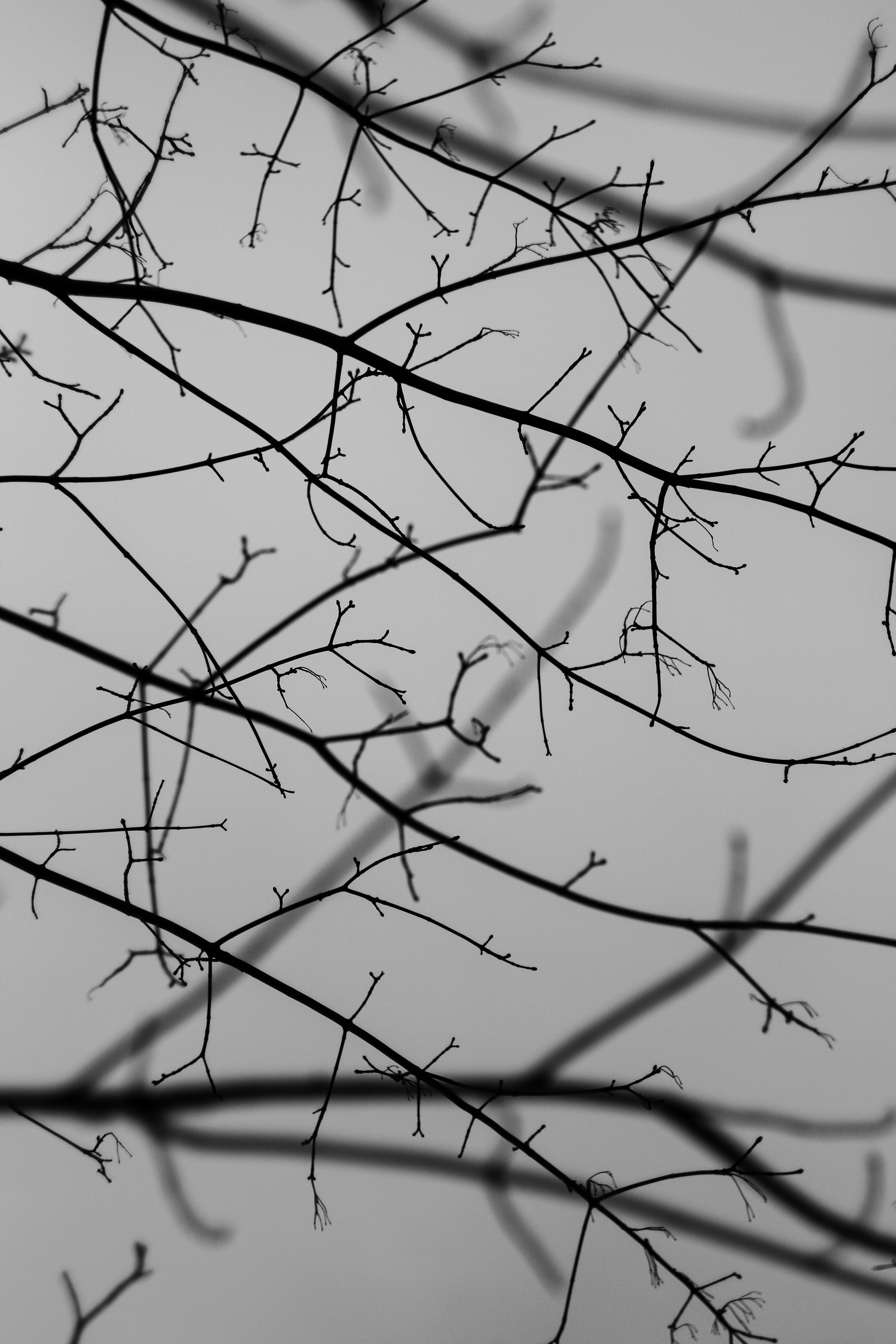 Bare Winter Branches: a Network of Silence