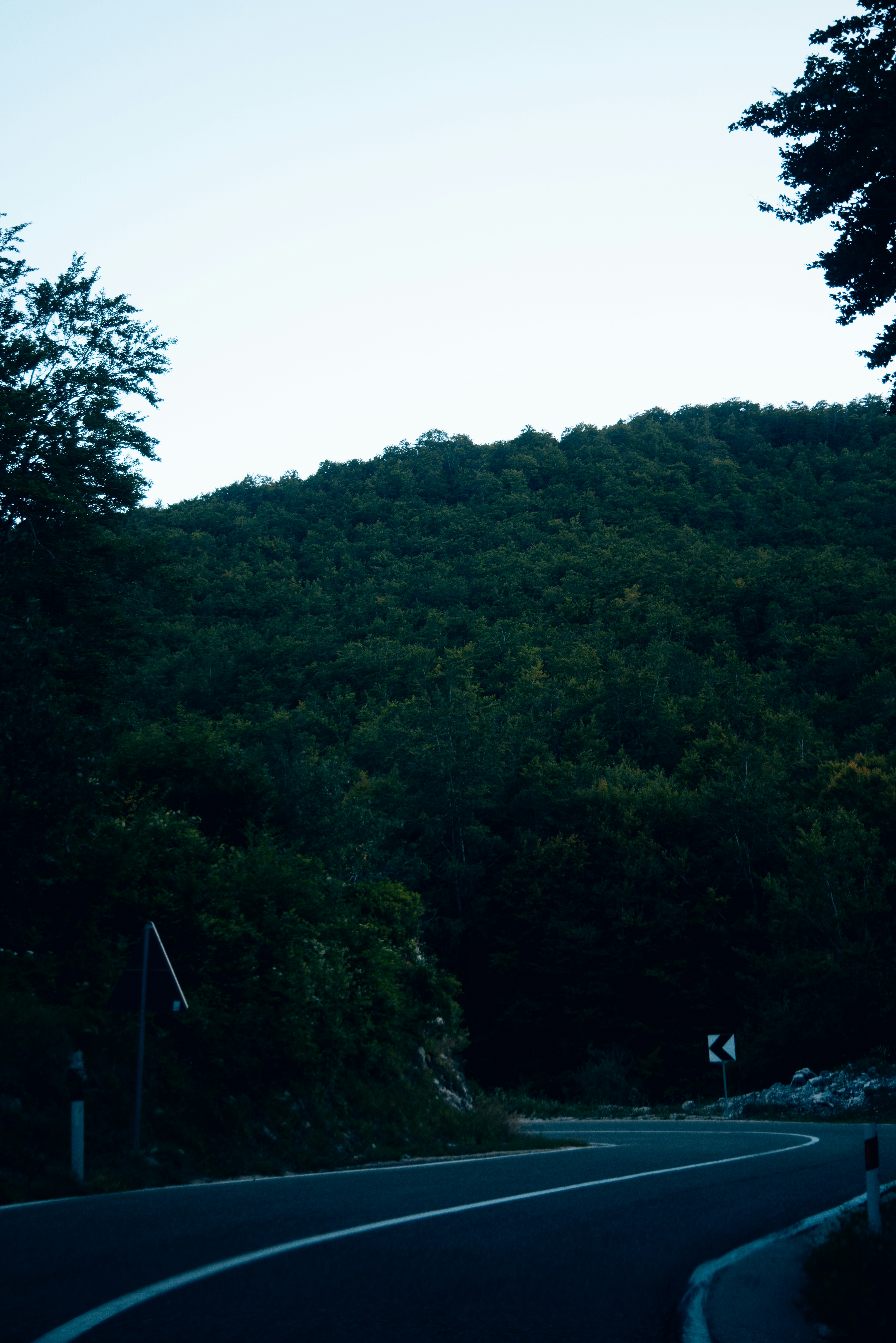 Curved Mountain Road into Shadowed Pines