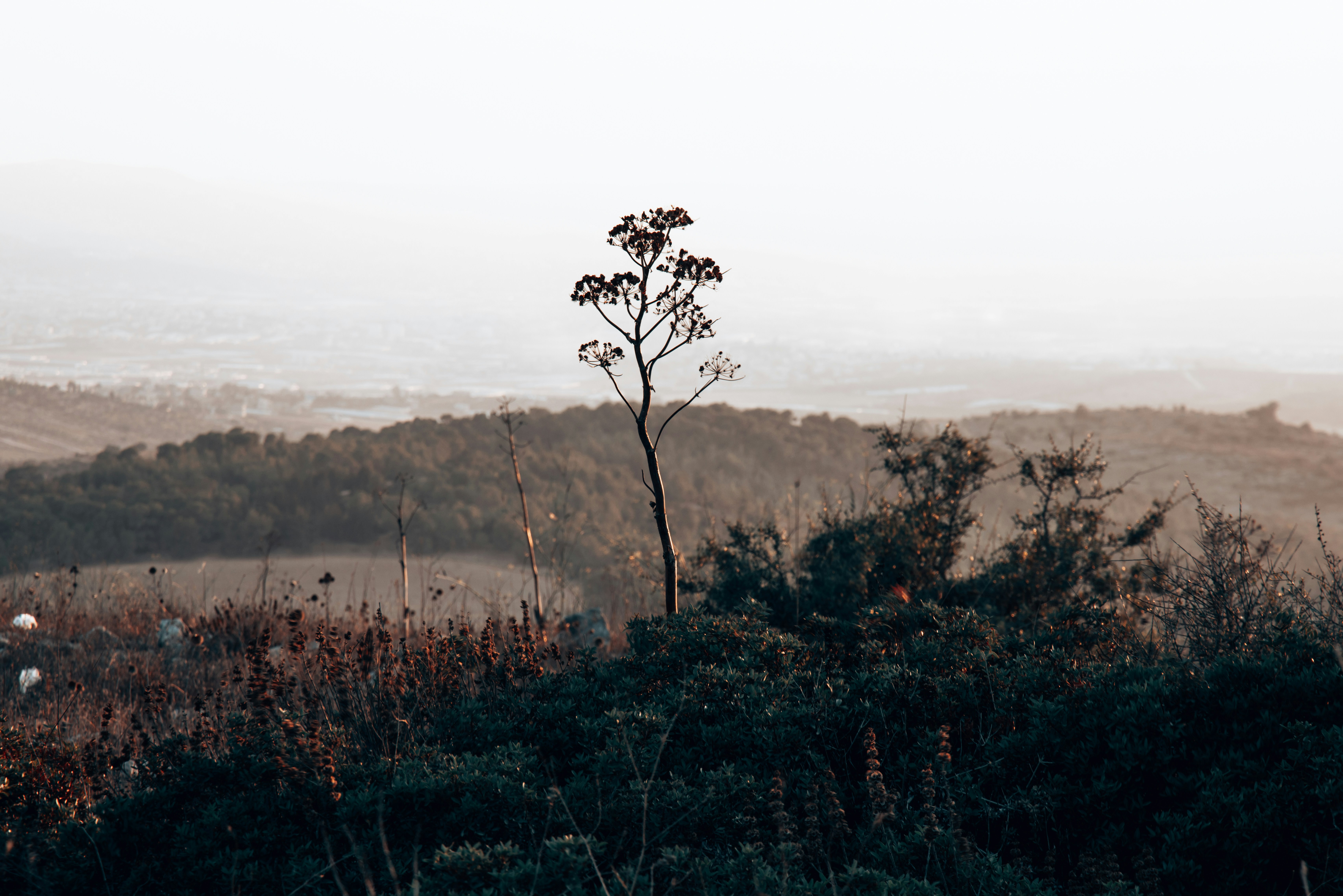  lone tree on a hilltop under a pastel horizon