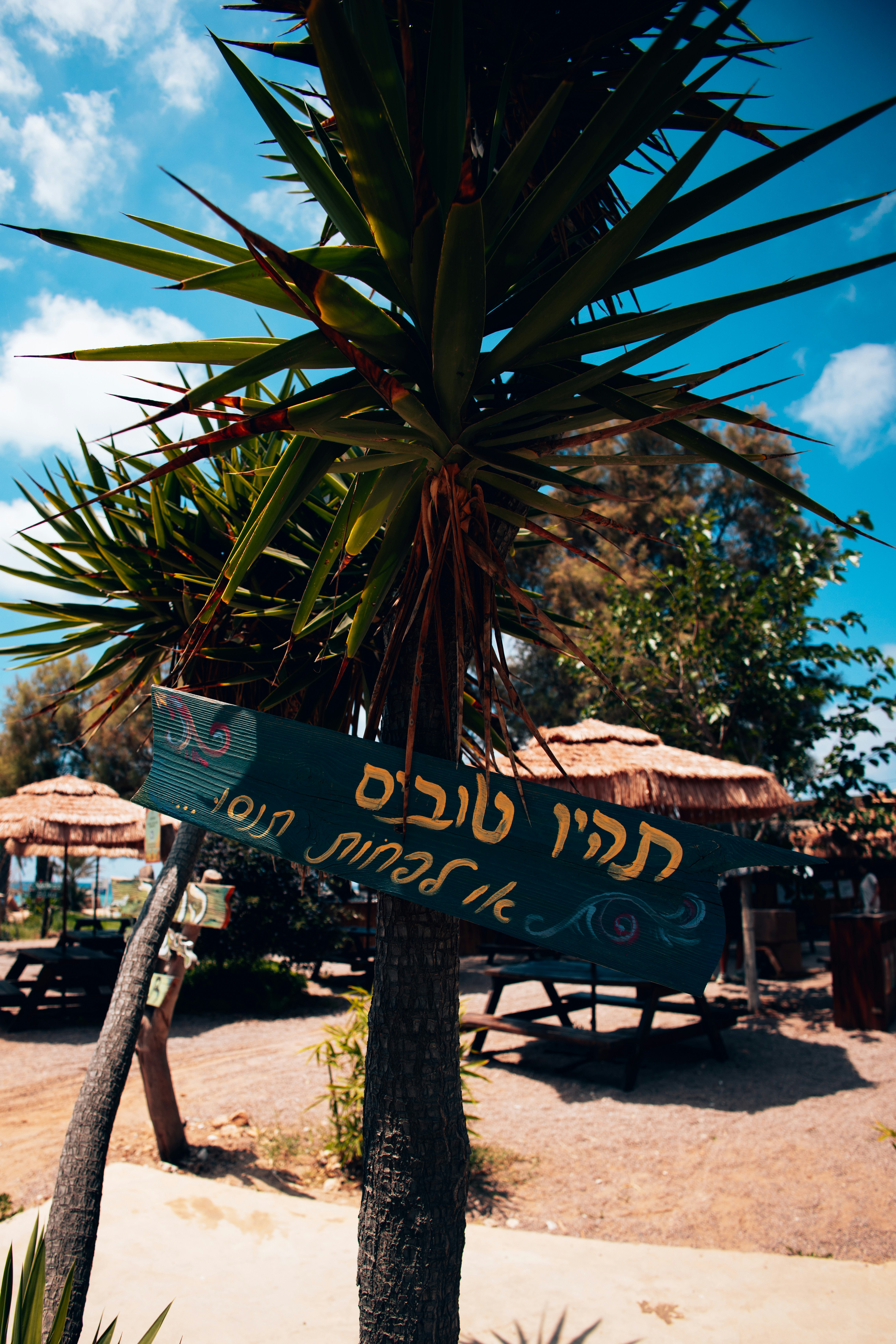 Sunlit Palms and Signage: A Beachside Moment Beyond the Shade