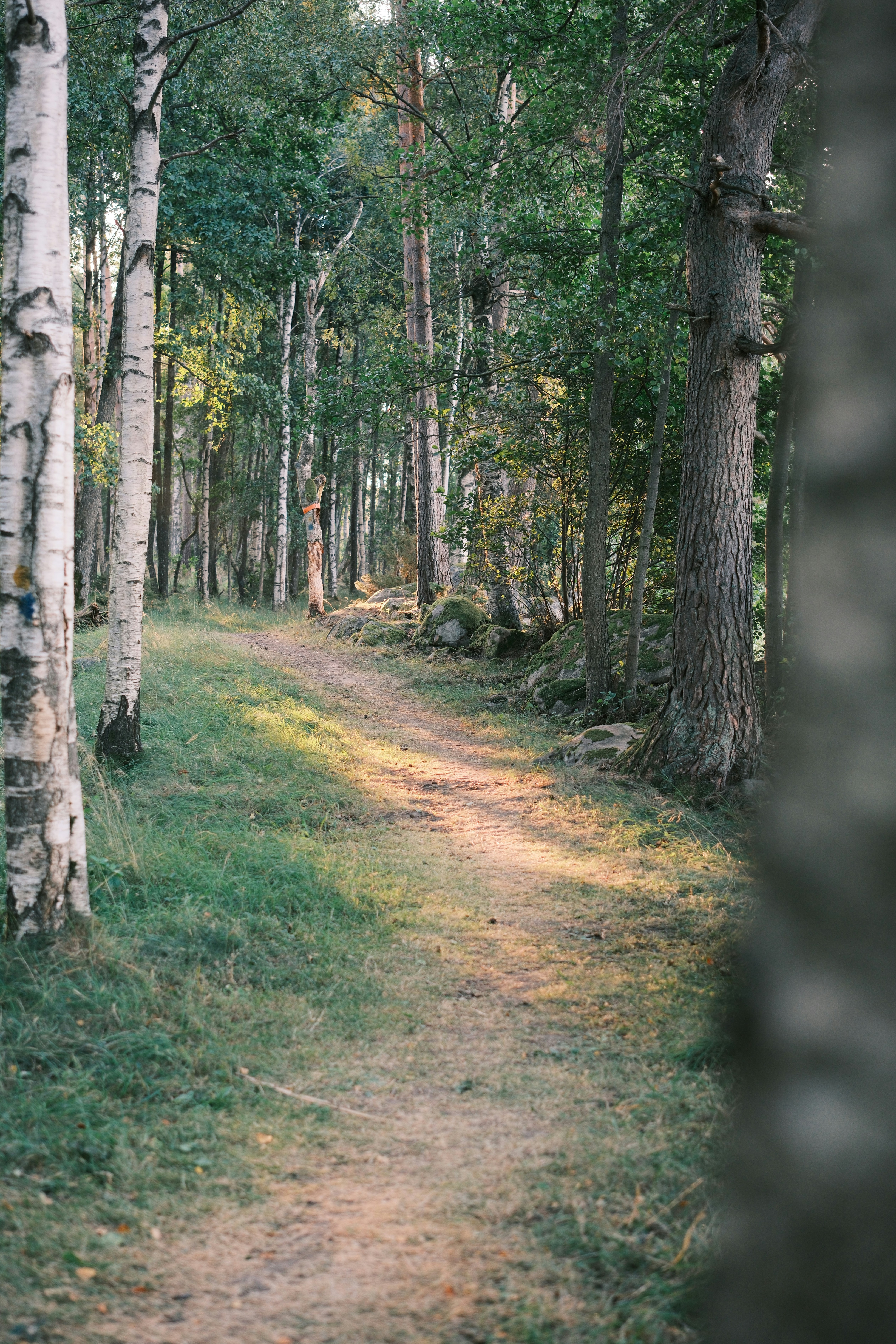 Sunlit Woodland Path: A Quiet Journey Through Curving Pines
