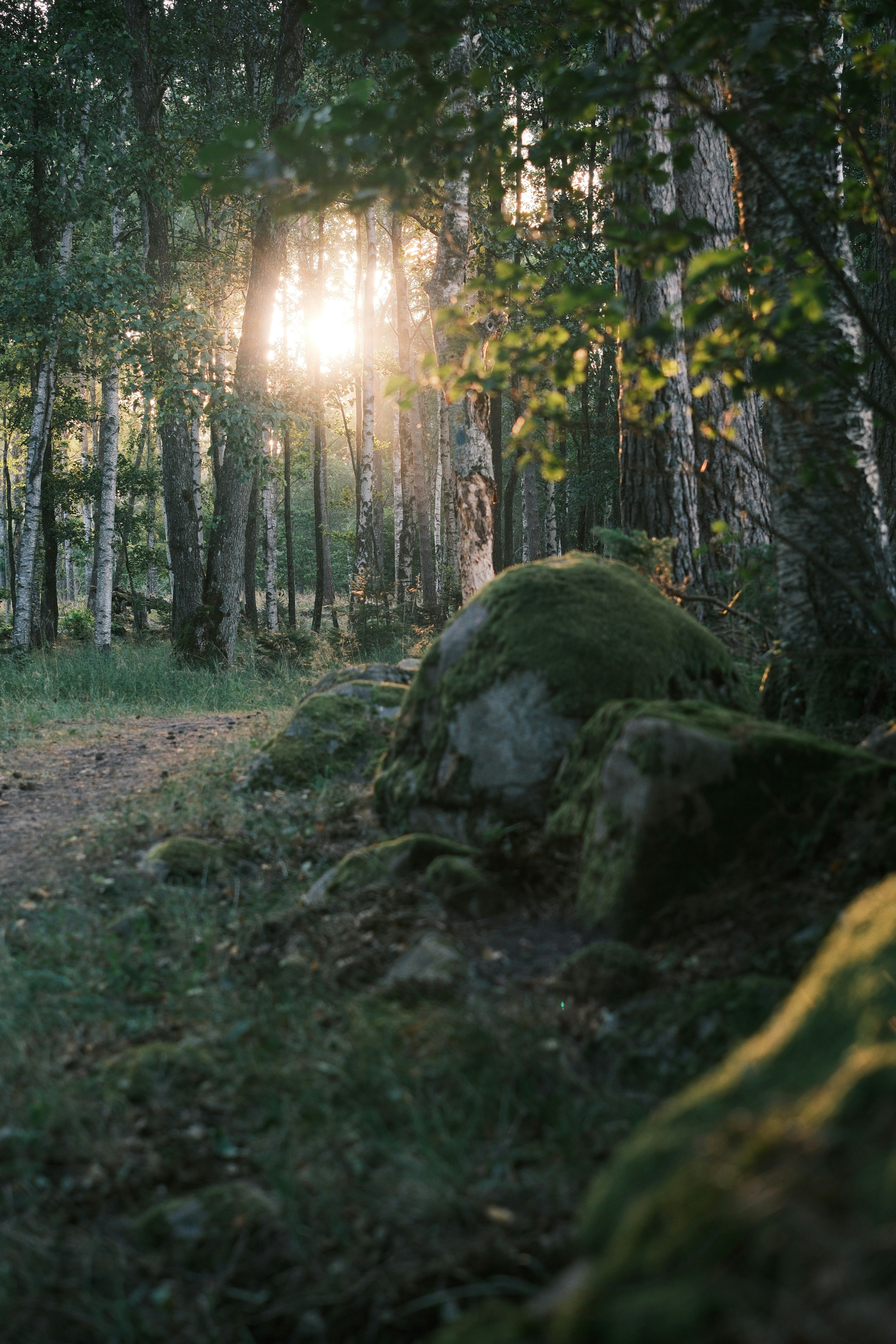 Sunlit Moss and Silent Boulders in the Forest