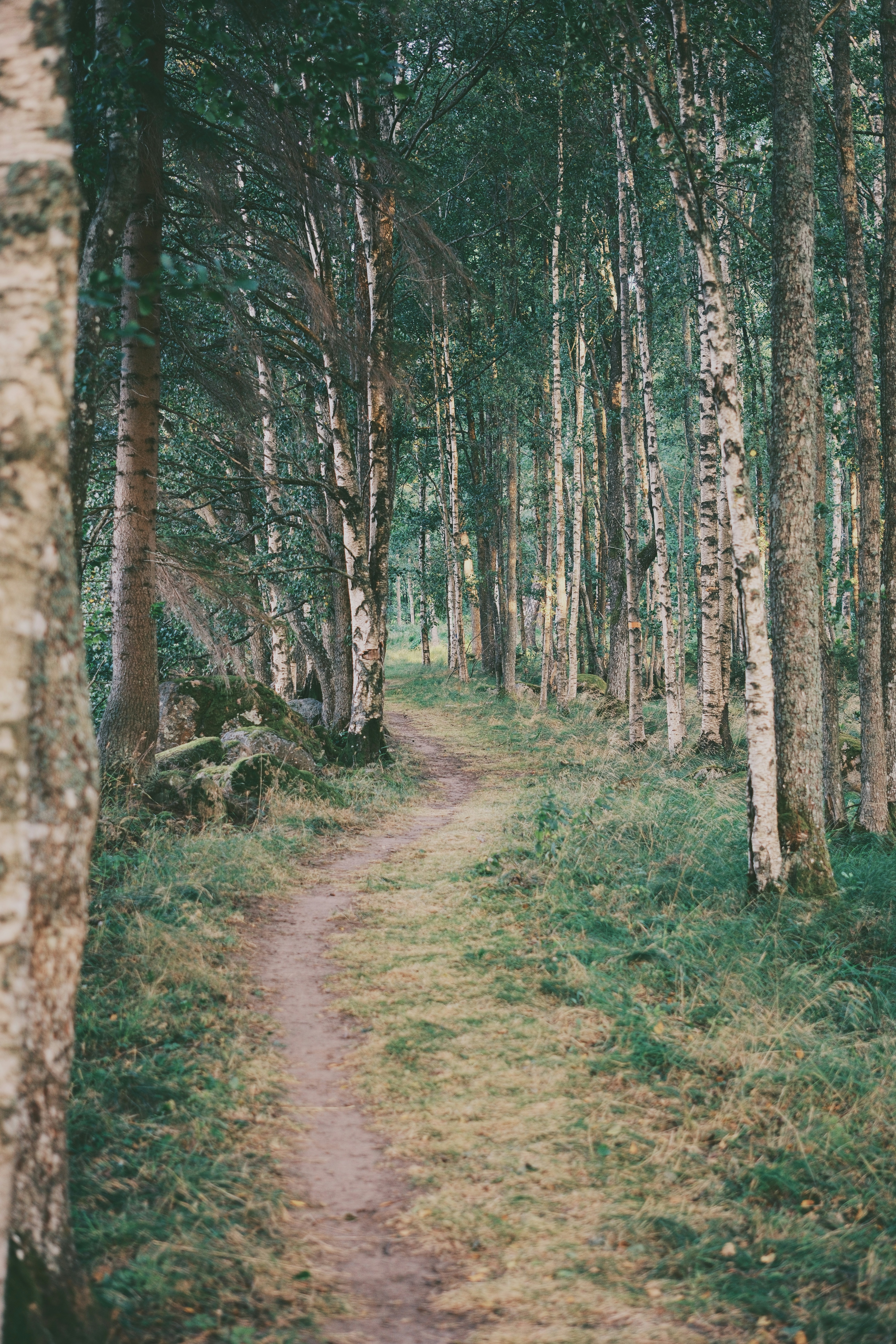 Whispering Path Through Birch Alley