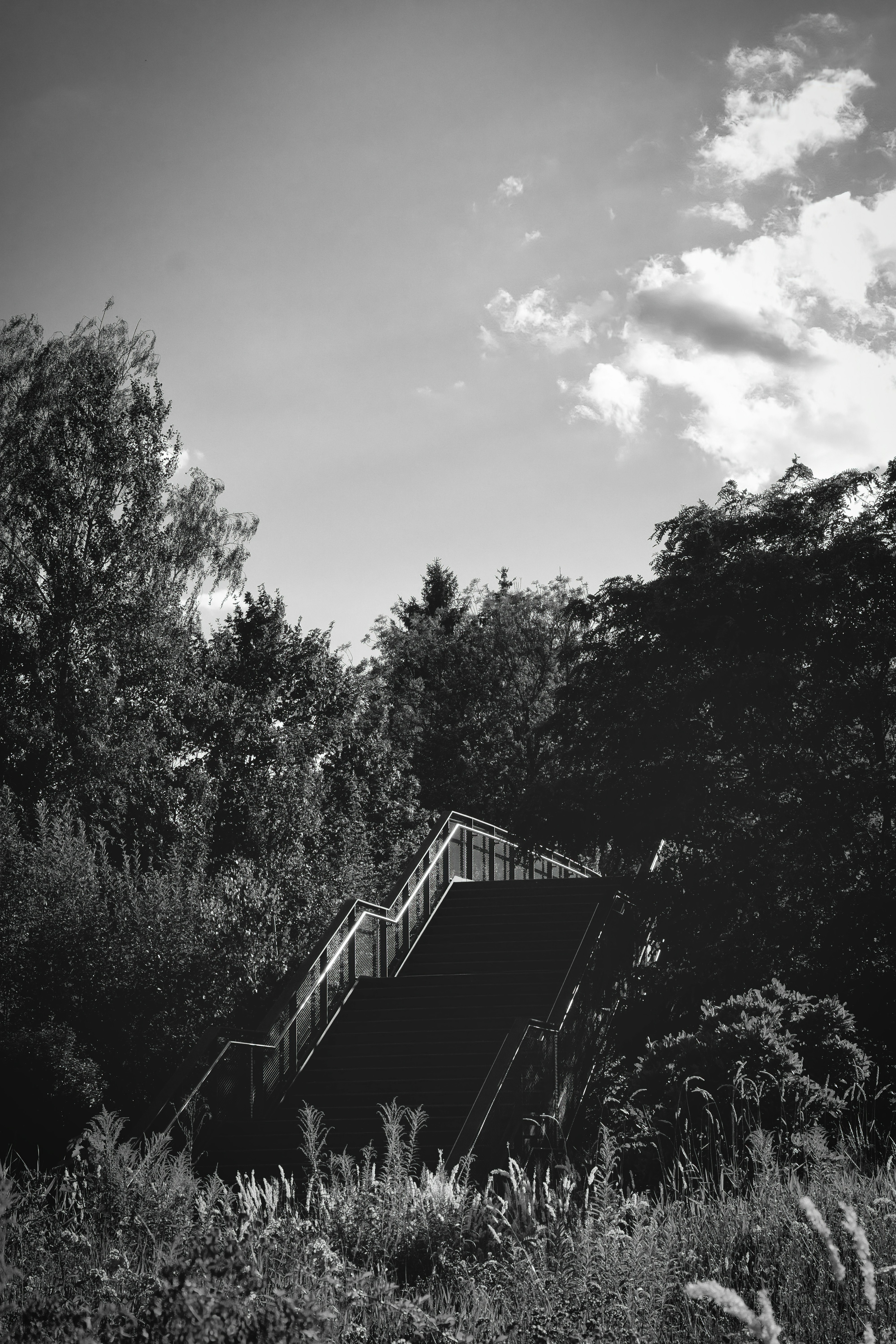 Staircase to the Shadows: A Quiet Ascent Through Overgrown Pines