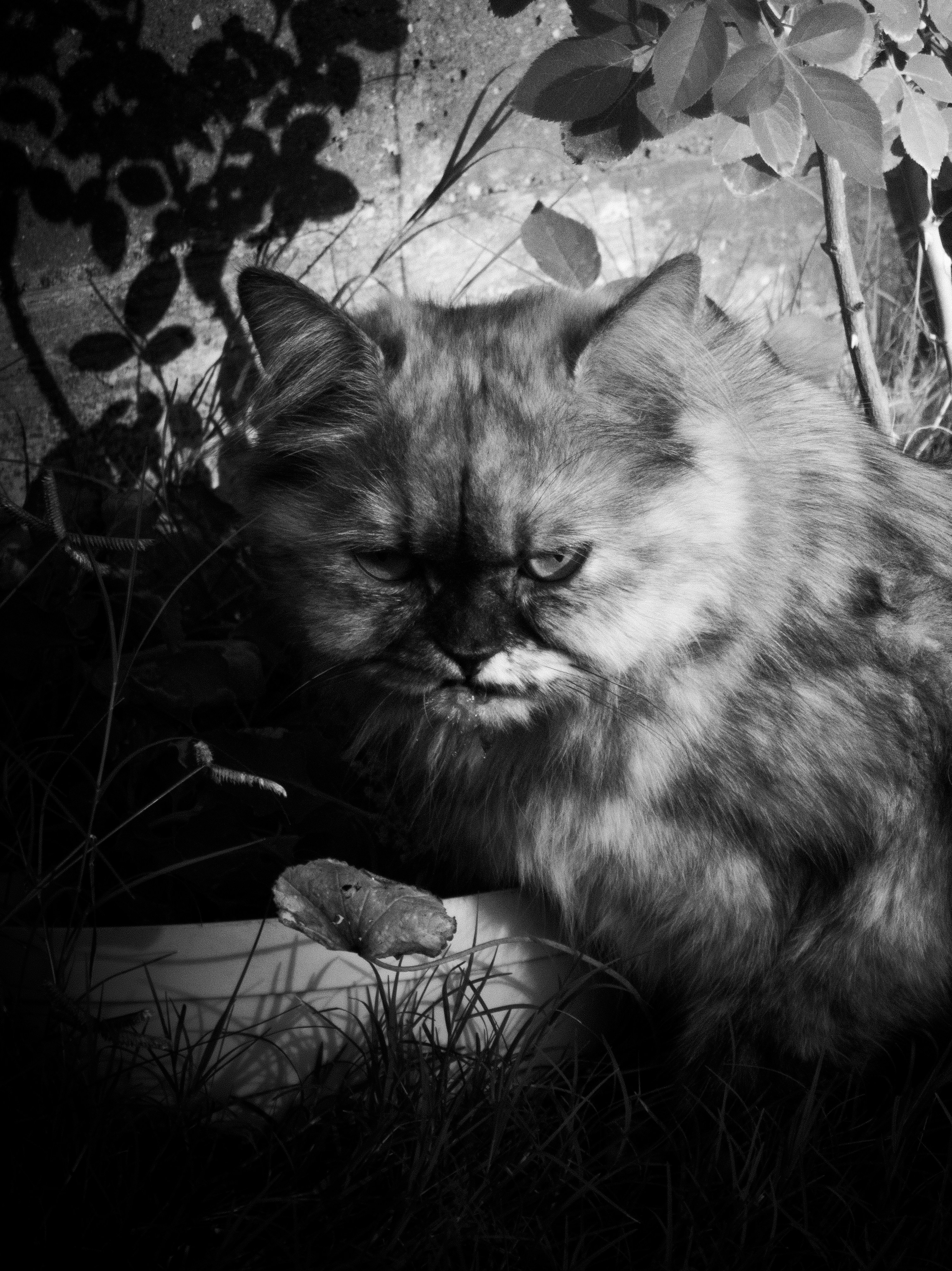 Shadowed Whiskers: A Grumpy Garden Cat in Monochrome