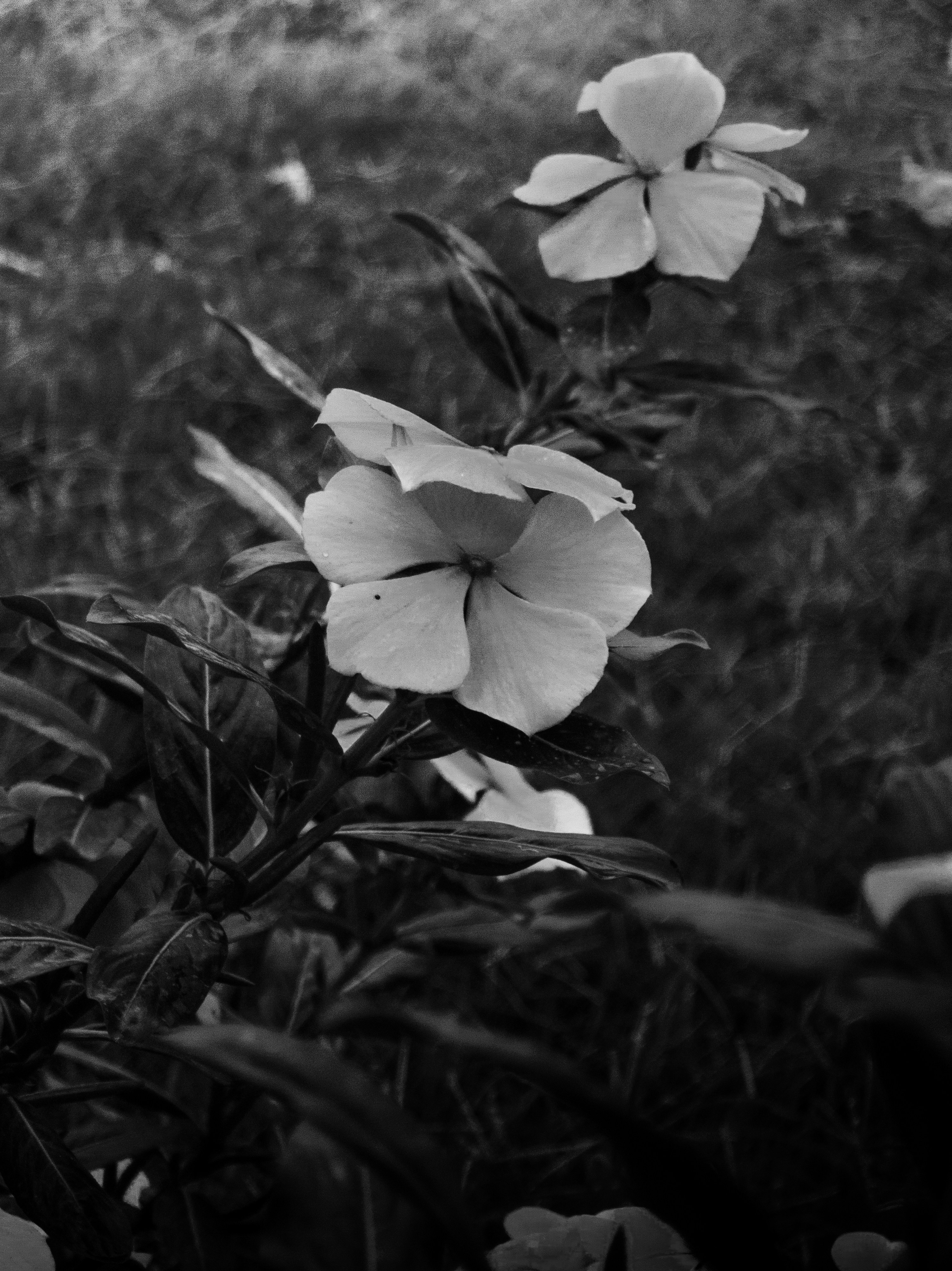 Petaled Beacon: A Quiet Bloom in Monochrome