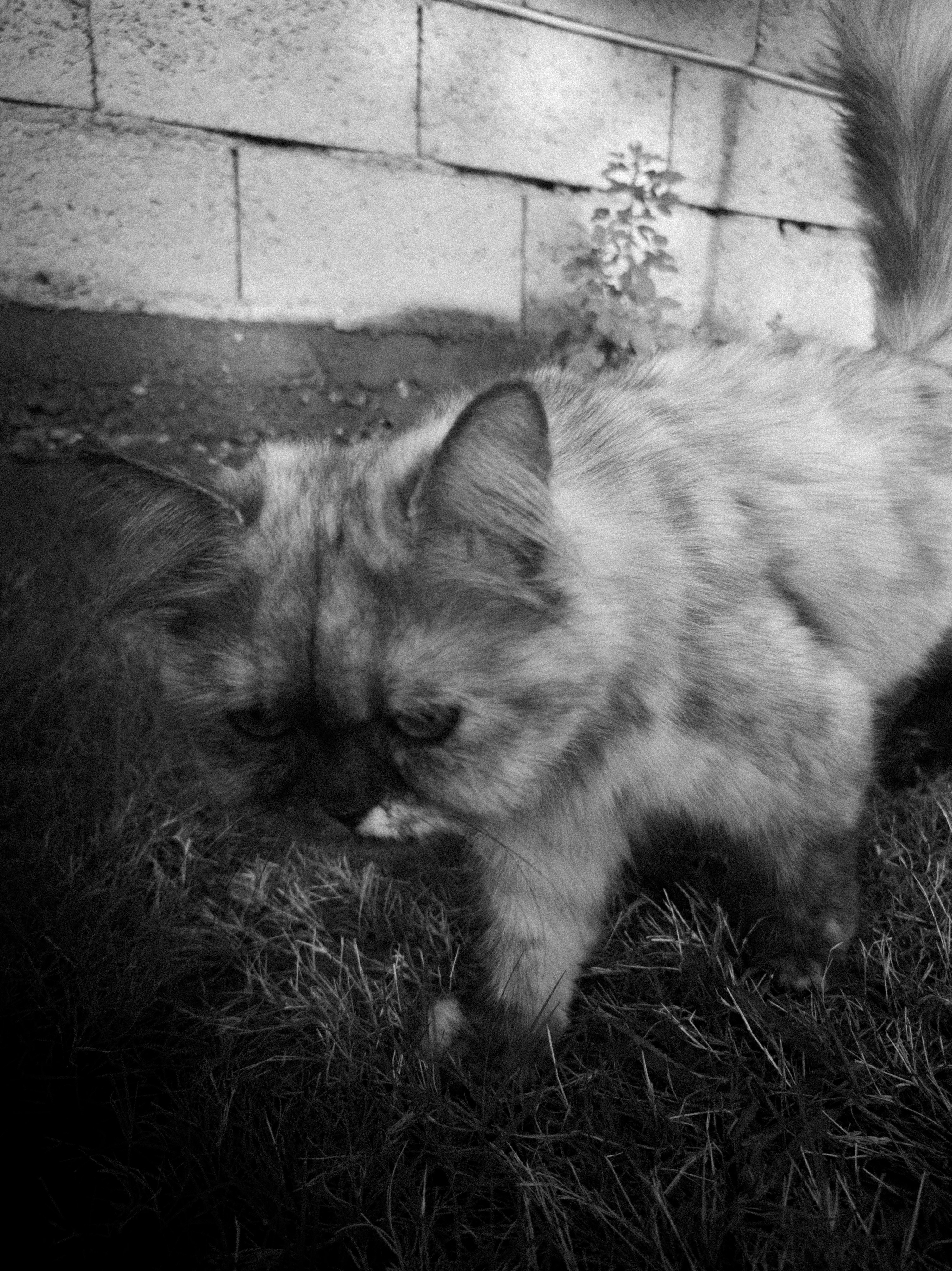 Grizzled Prowl: A Quiet Moment by the Concrete Wall