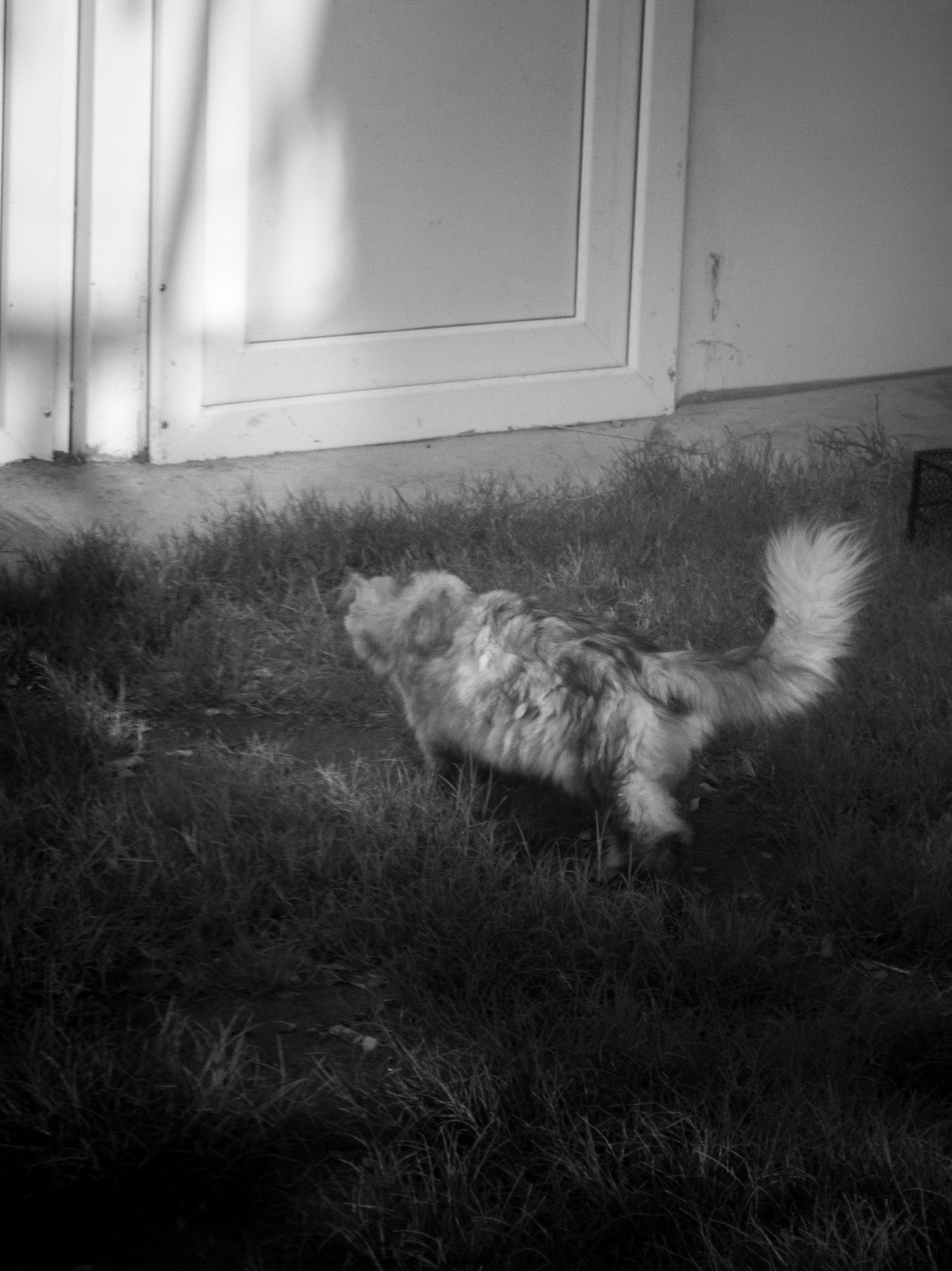 Midnight Prowl: A Fluffy Night wanderer near the door
