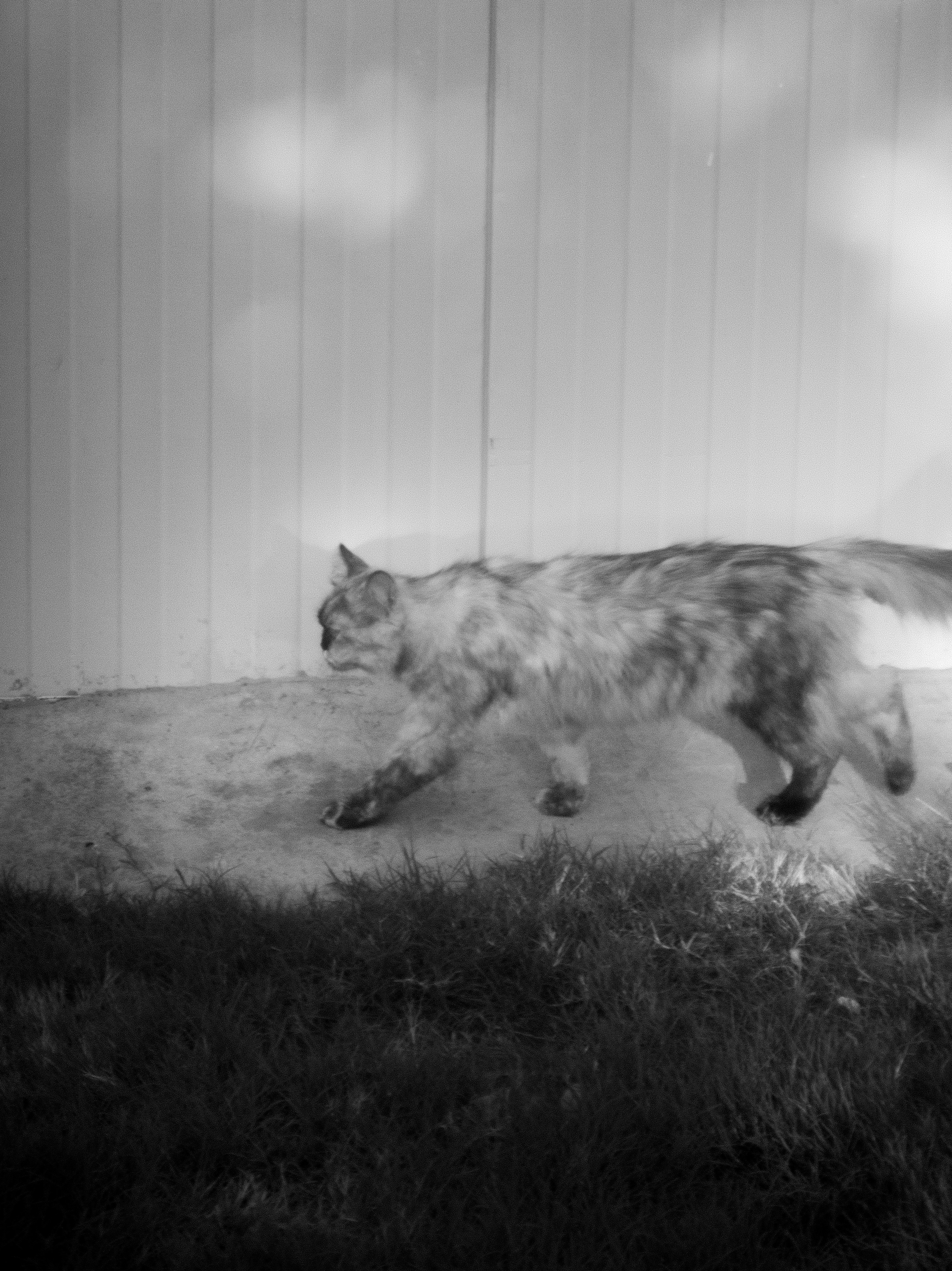 Tracking Shadow: A Domestic Cat in Motion Along a Faint Fence Line