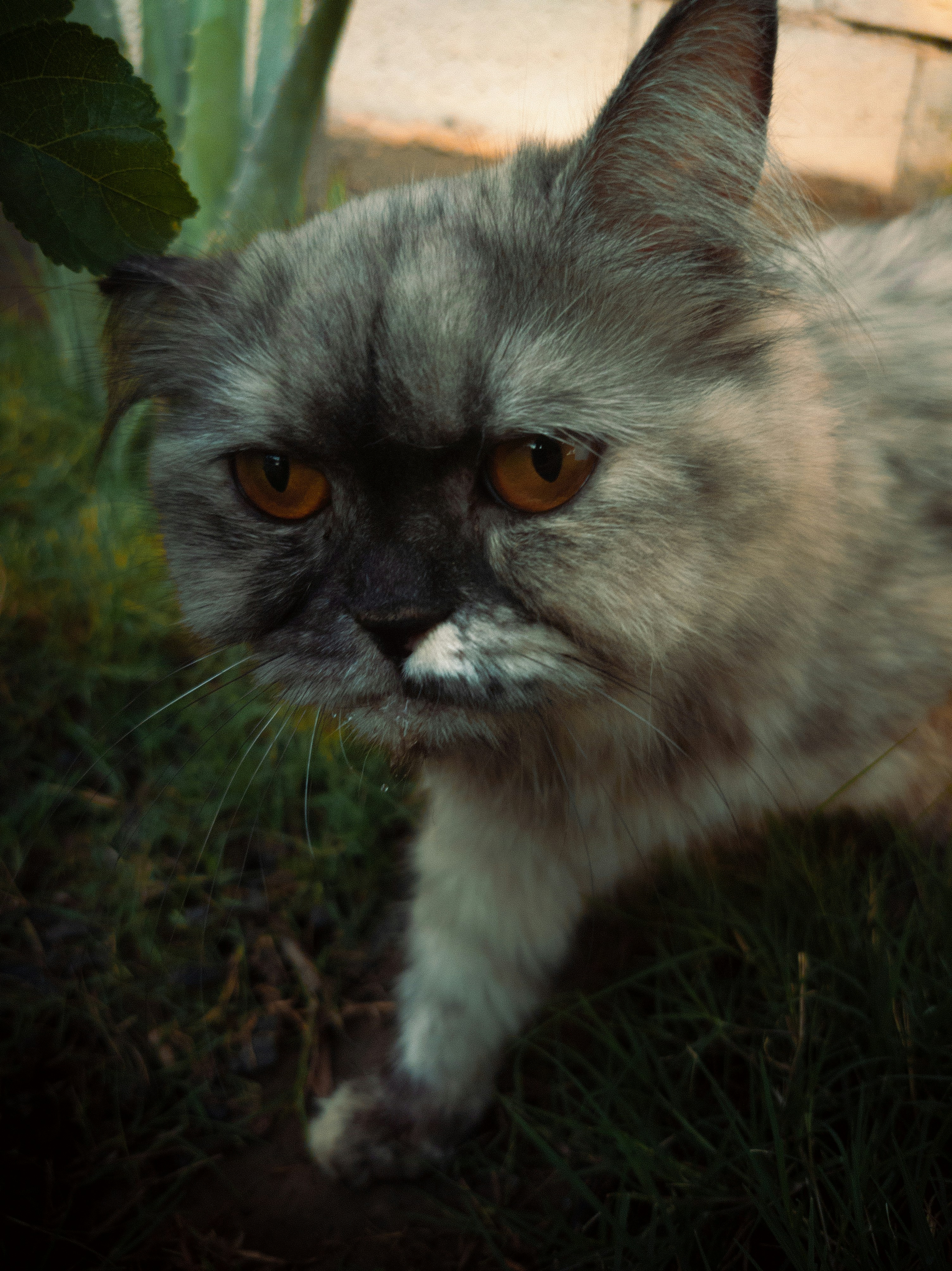 Deep-Gaze in the Garden: A Persian Cat Beneath Leafy Canopy