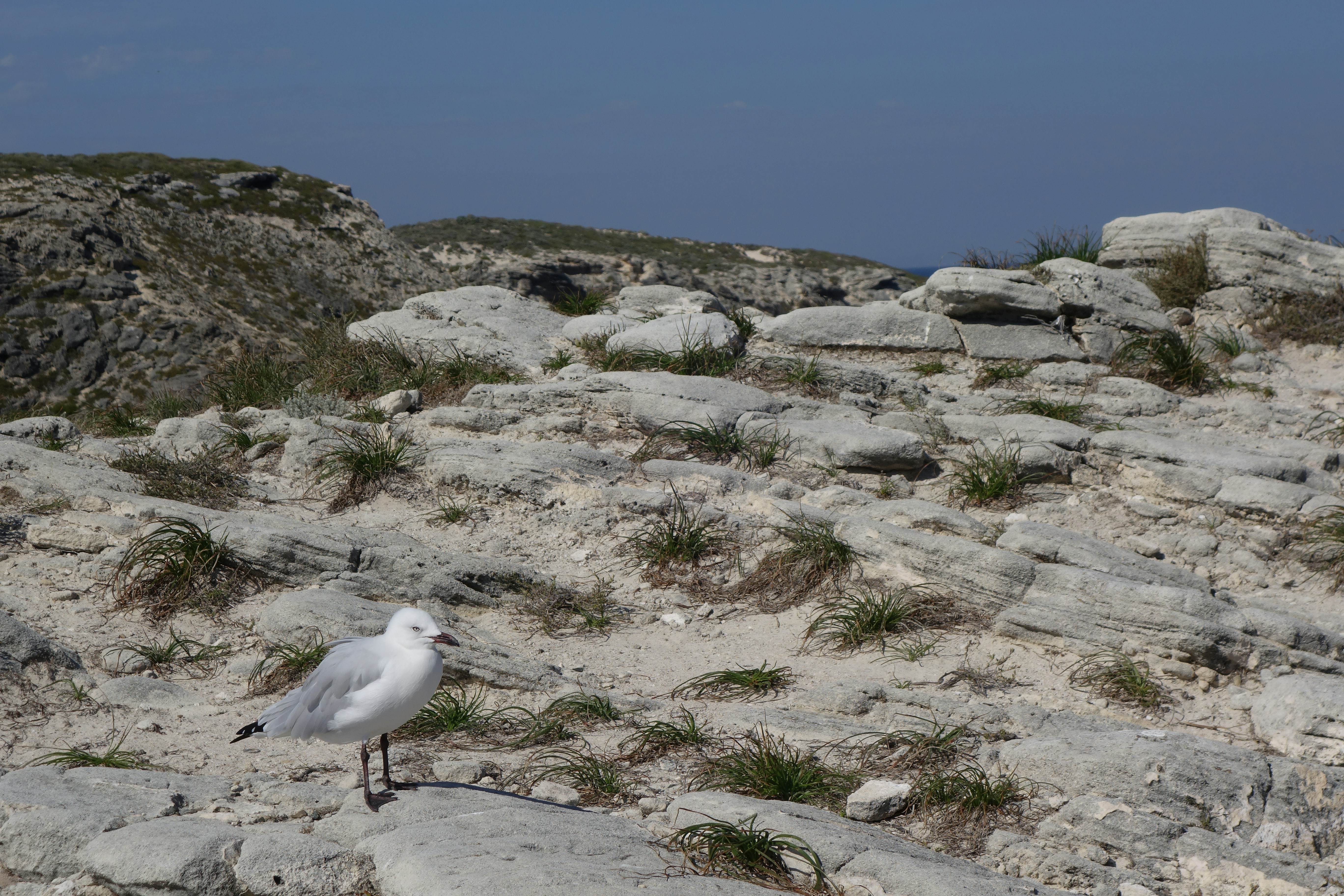 Seaside Gull at Dune-Rock Shoreline