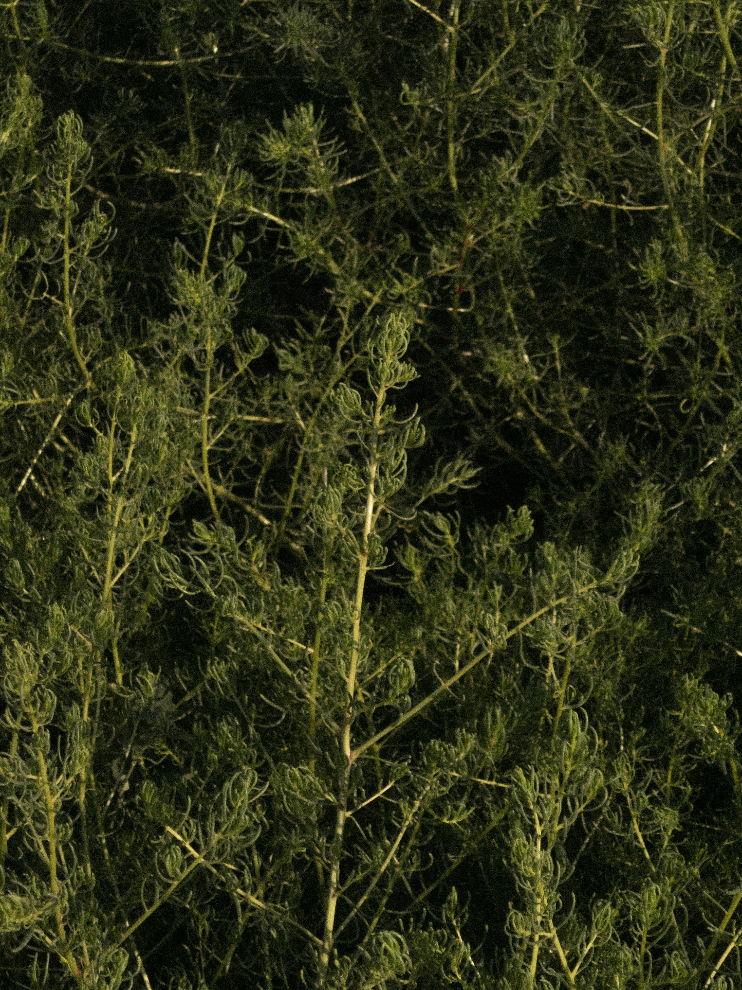 Verdant Thicket: A Close-Frame of Dense Green Shrubbery