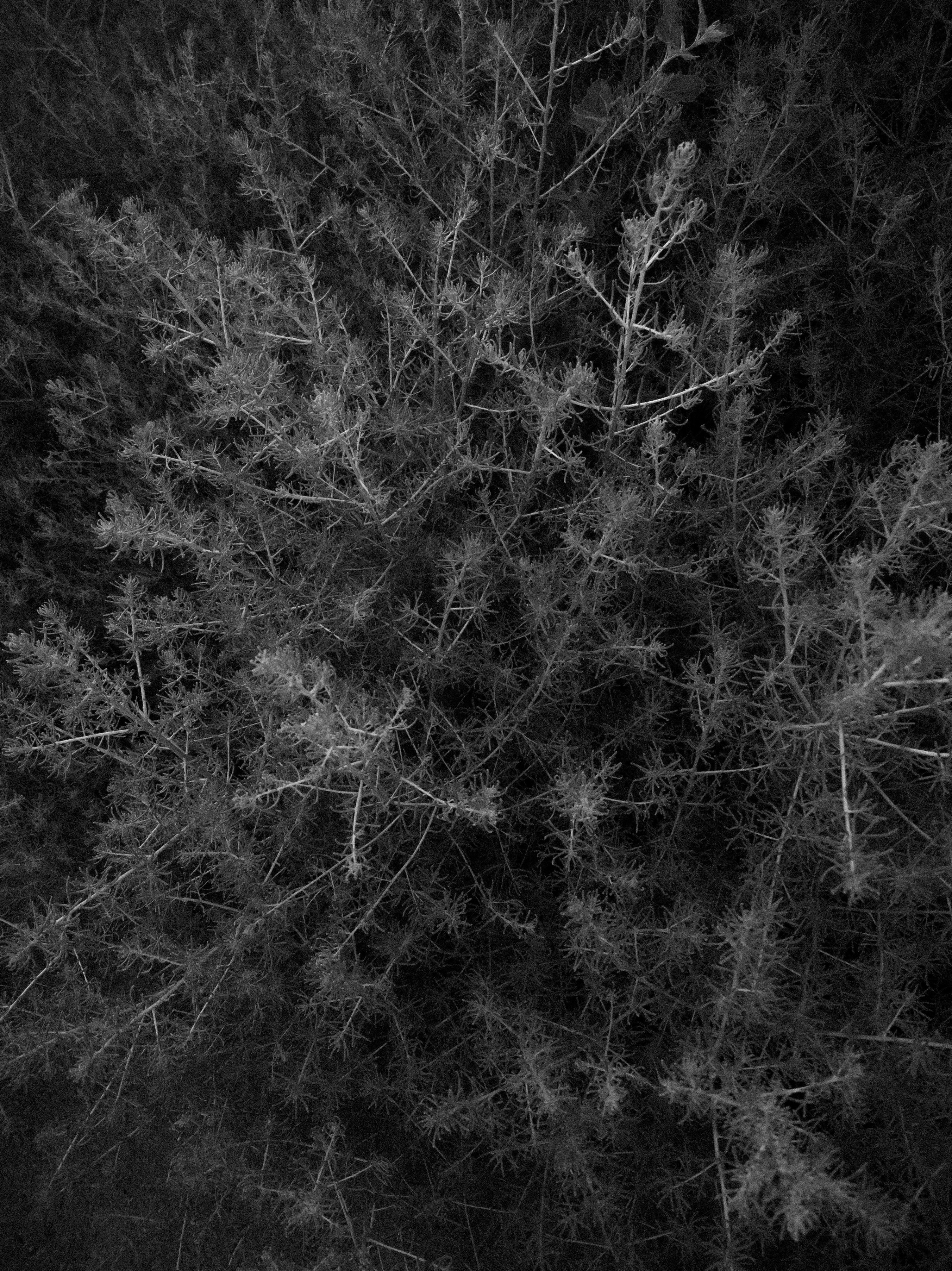 Close-up of a dense, coniferous thicket rendered in grayscale, emphasizing texture and intricate branch patterns.