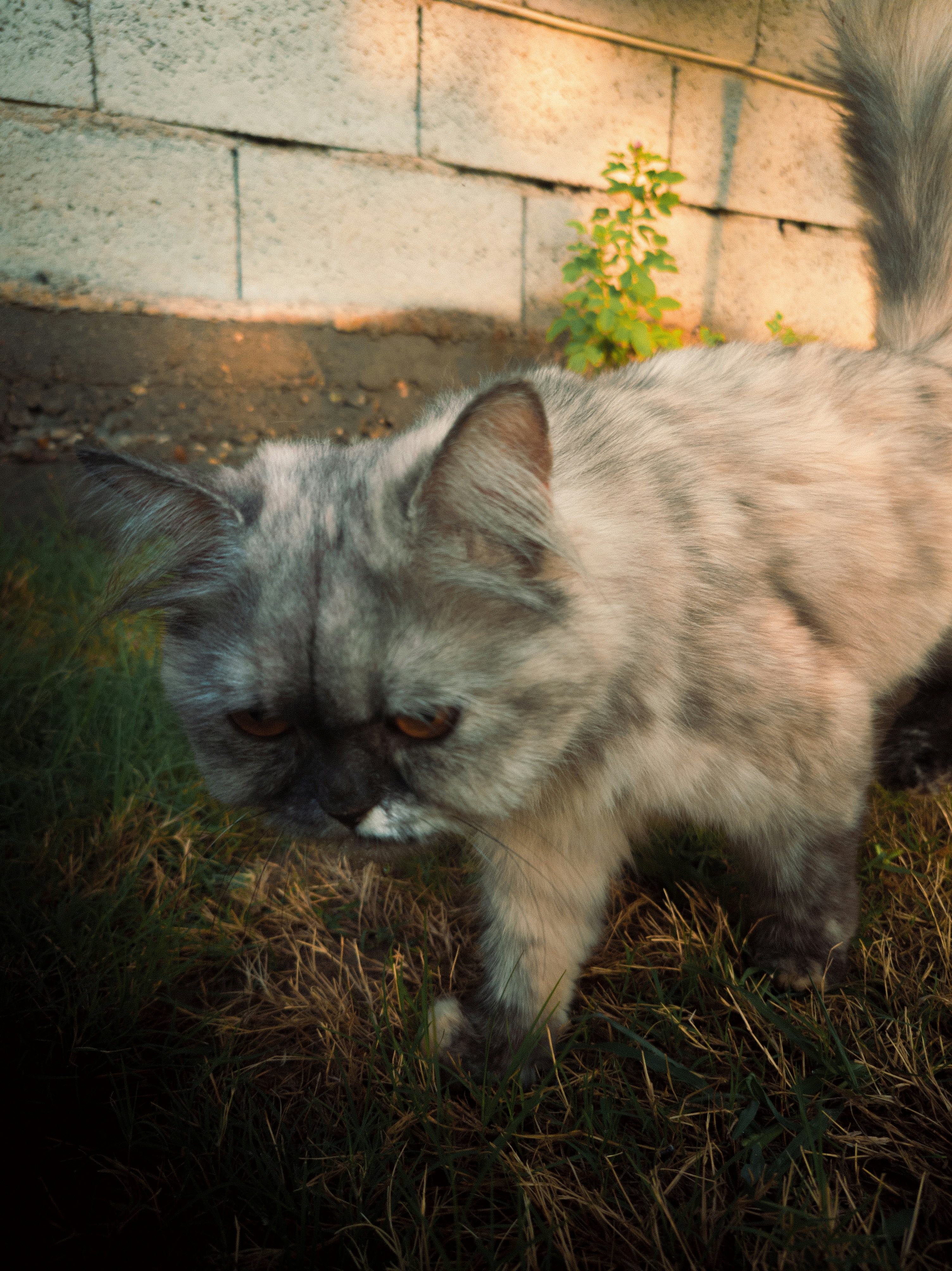 Cozy Creep: a plump cat ventures into the yard at golden hour