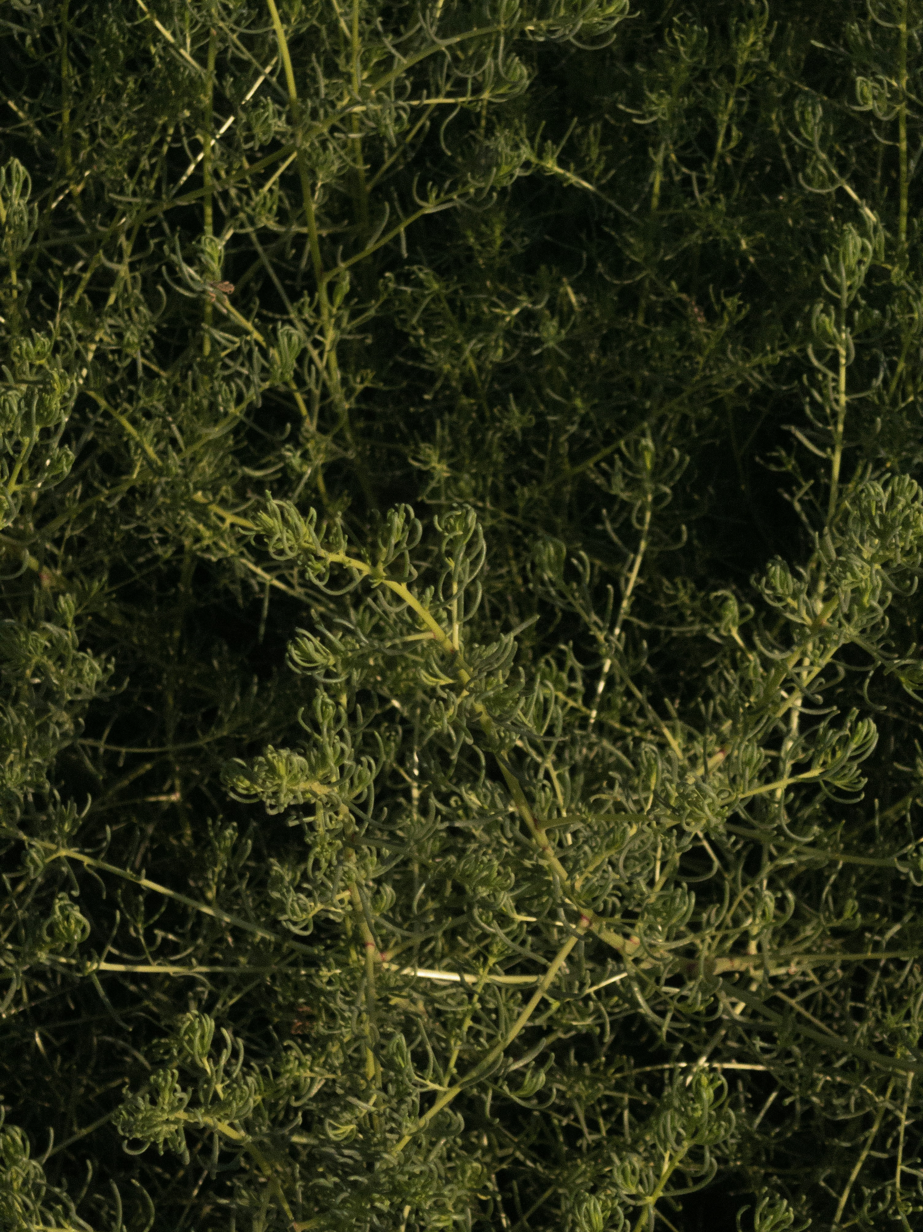Close-up of dense, leafy coastal shrub branches with small, curled leaves and fine stems.
