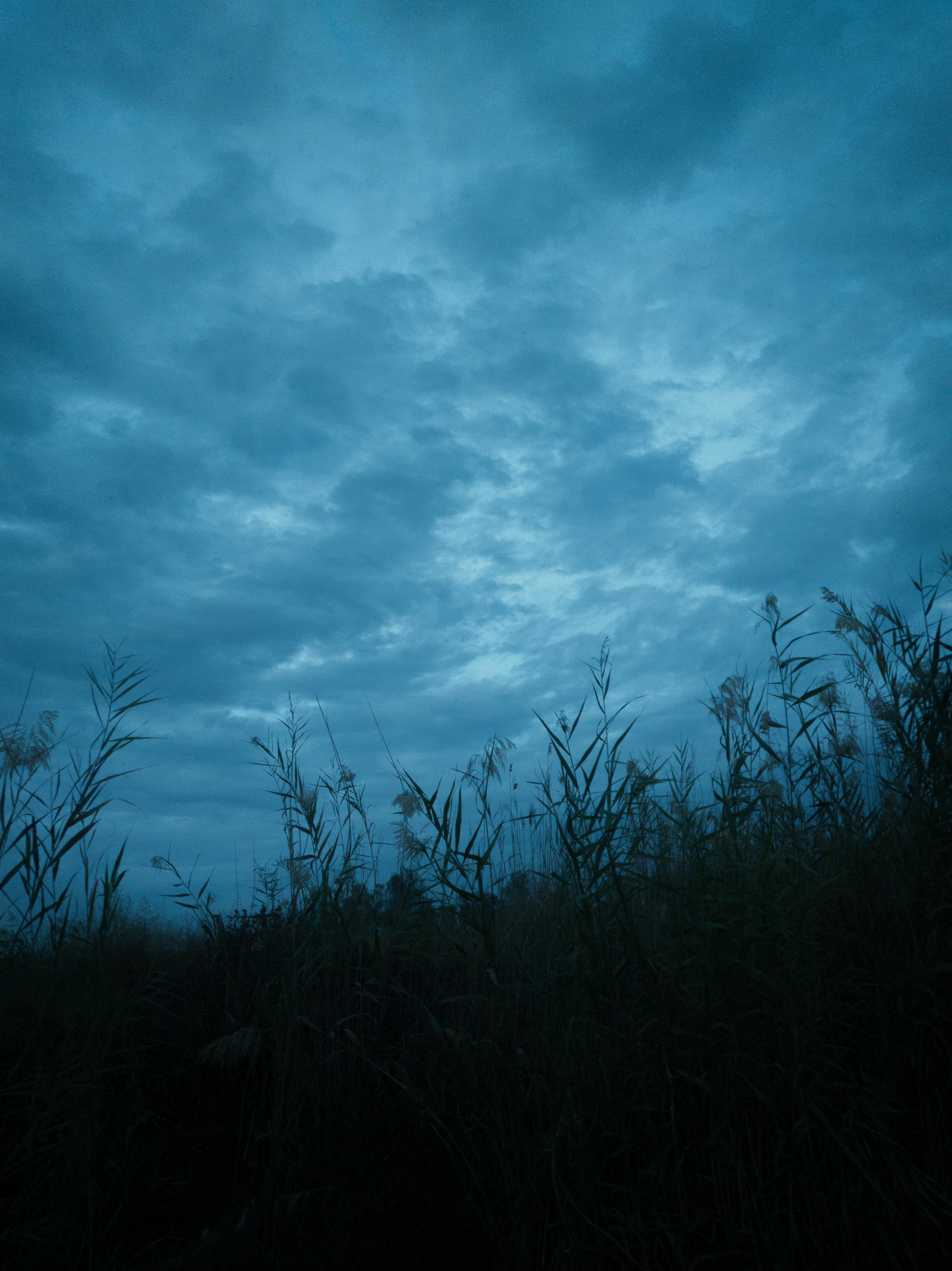 Low-angle dusk scene with tall grasses silhouetted against a blue-tinged cloudy sky, suggesting open field scenery.