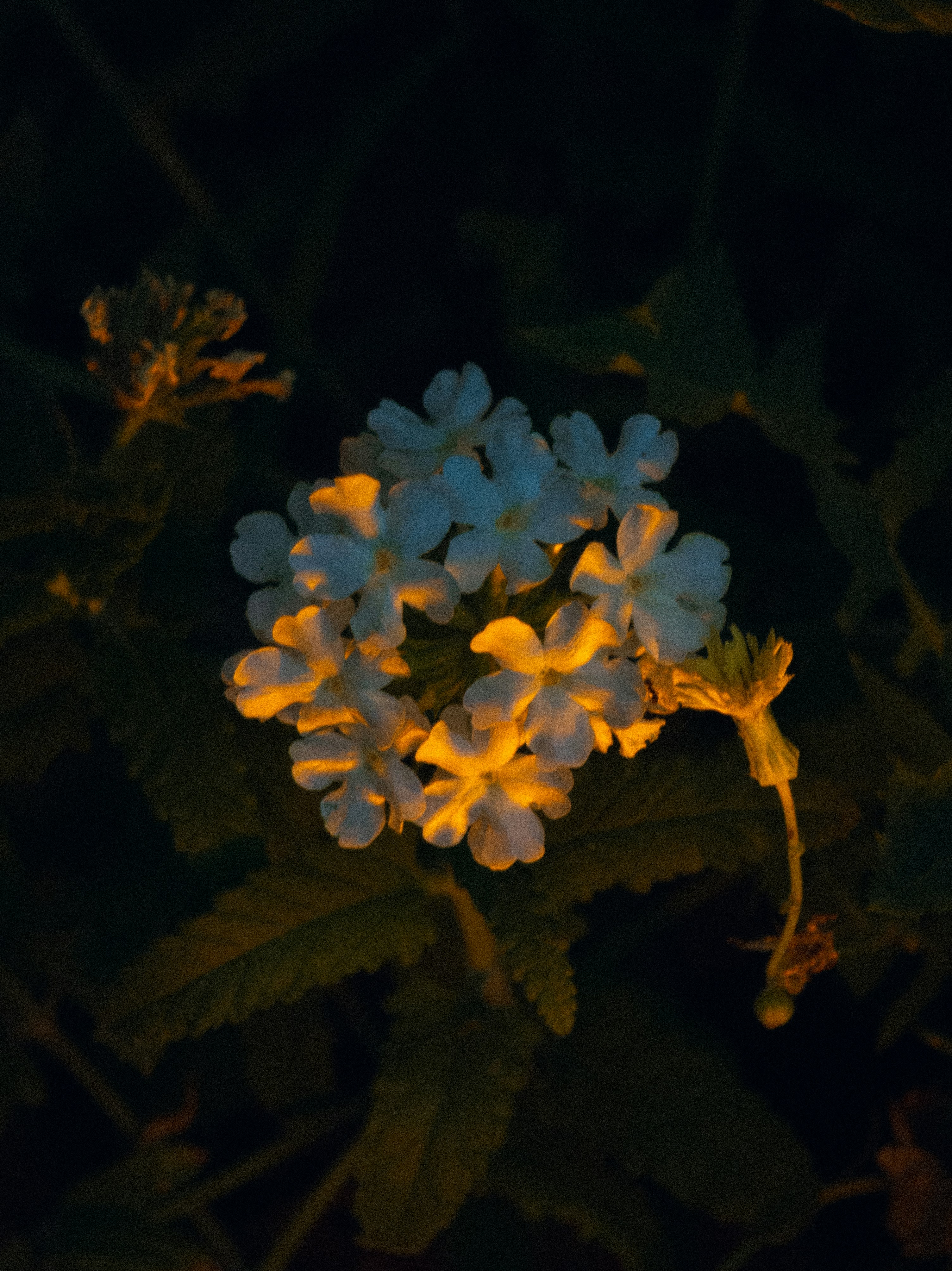 Luminous Hydrangea Cluster in Dim Twilight