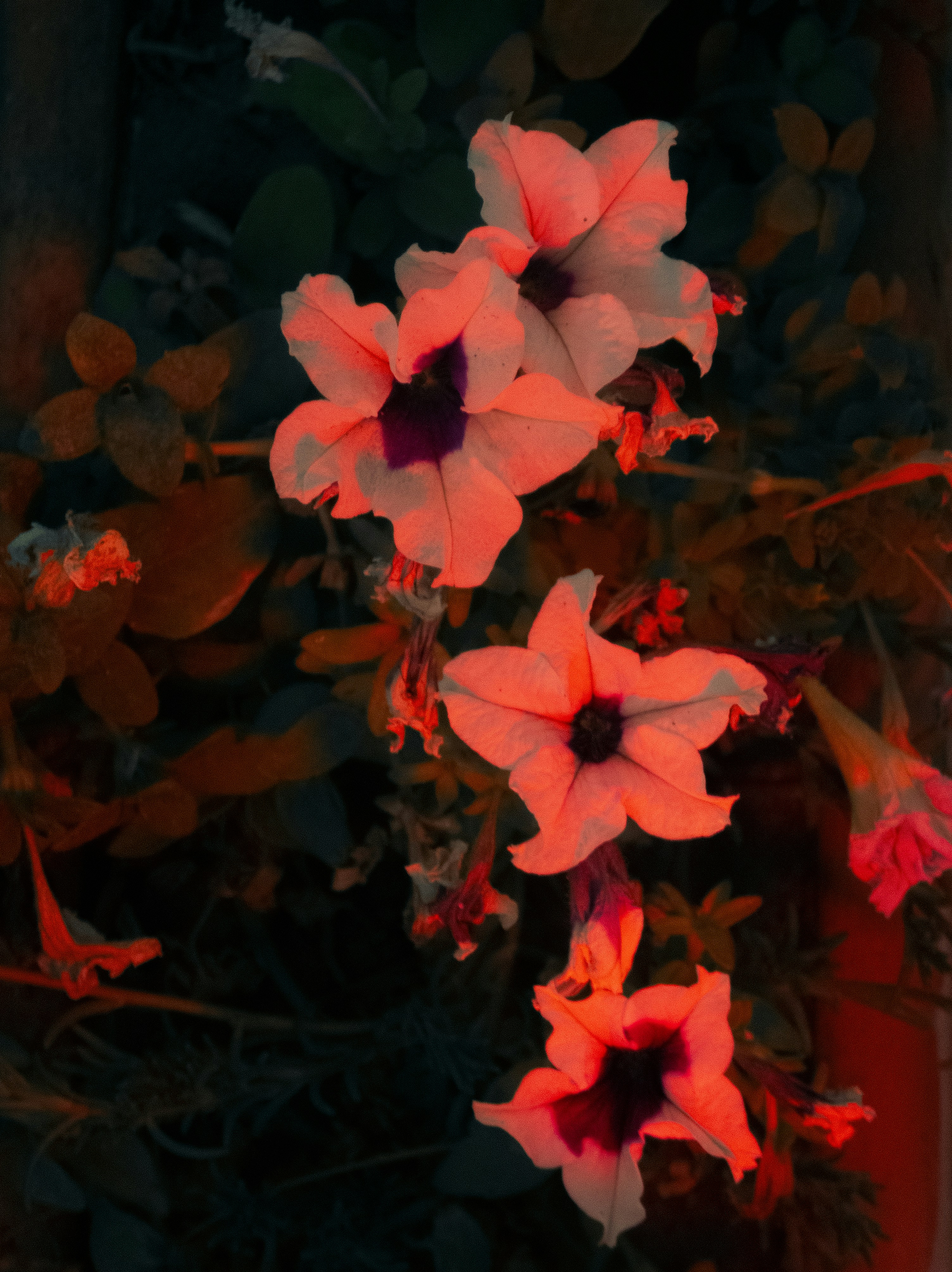 Night-lit flowers glow with warm red-pink petals against a dark leafy background, creating a dramatic, moody still life.