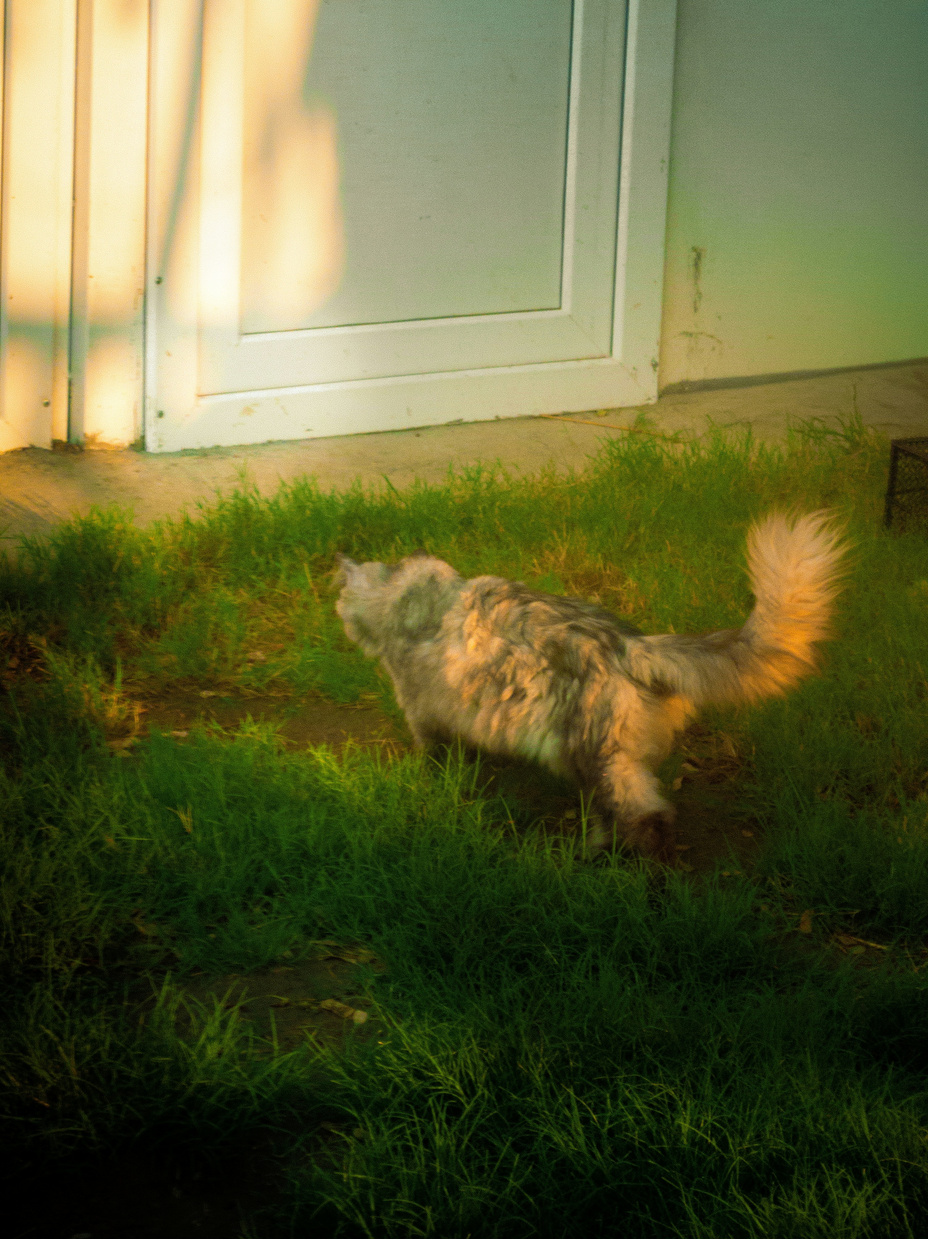 Stray Cat in Dusk: Pursuit of the Doorstep Glow