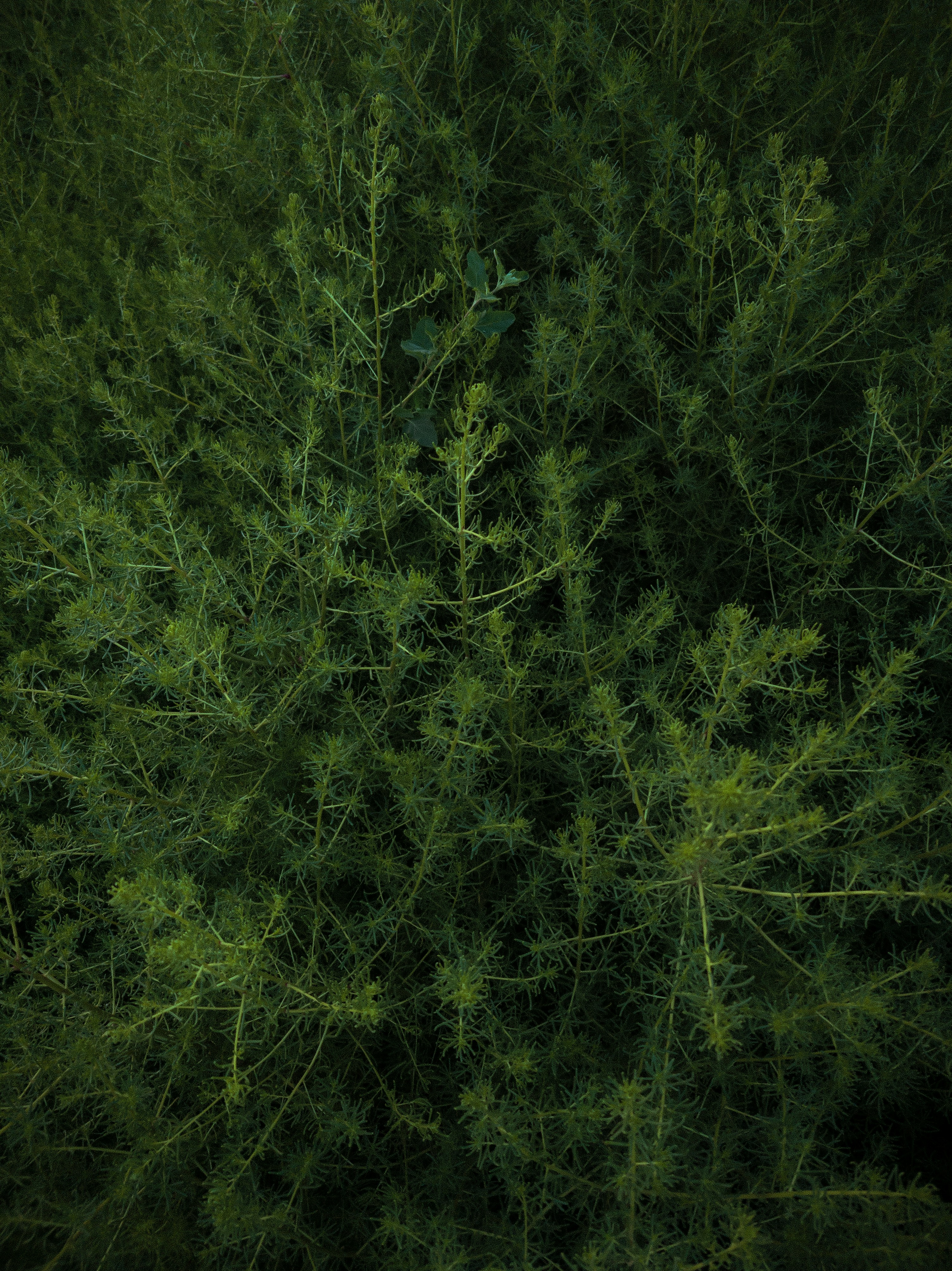 Close-up of dense green foliage with fine, feathery fronds forming a textured surface. A close-frame plant study highlighting intricate leaf structure.