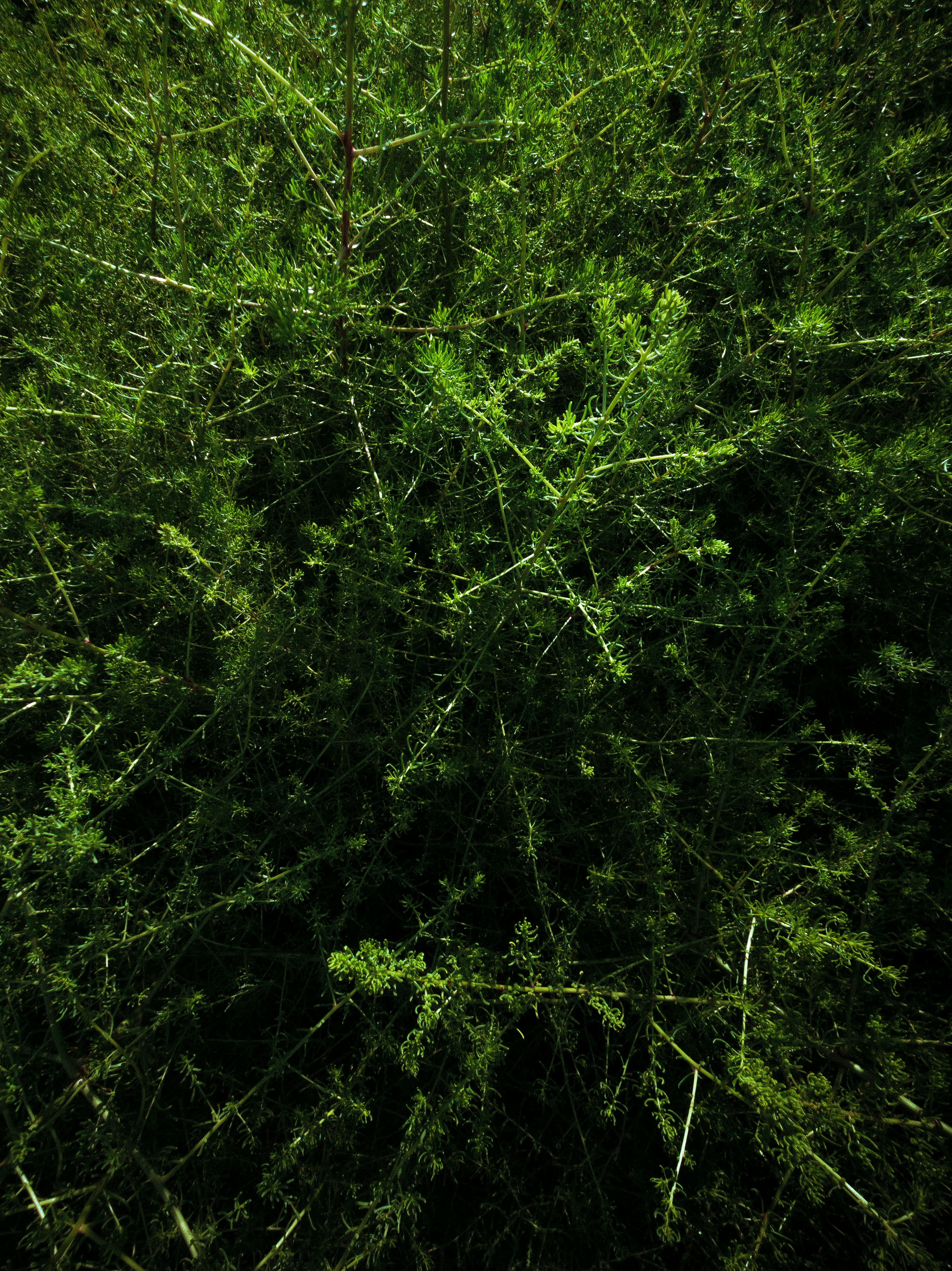 Close-up of a lush, tangled green shrub with fine, feathery foliage filling the frame. A natural macro-like texture emphasizing depth and mossy hues.