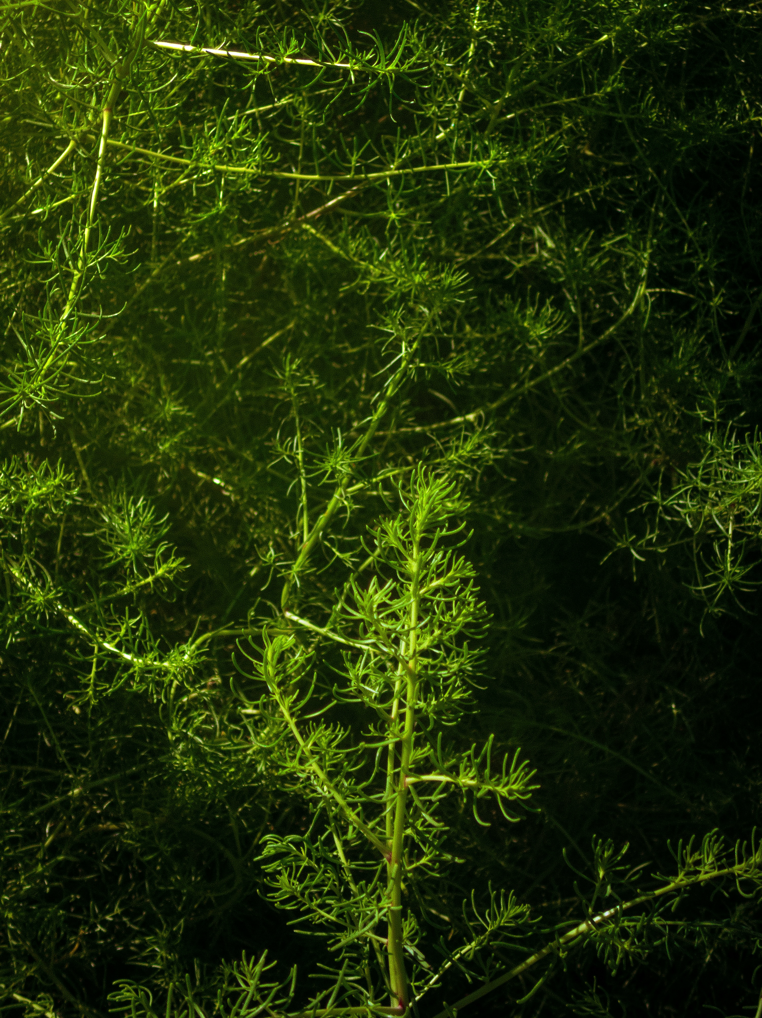 Dense green aquatic-like aquatic plants fill the frame, with delicate needle-like fronds creating a intricate texture and depth in low light.