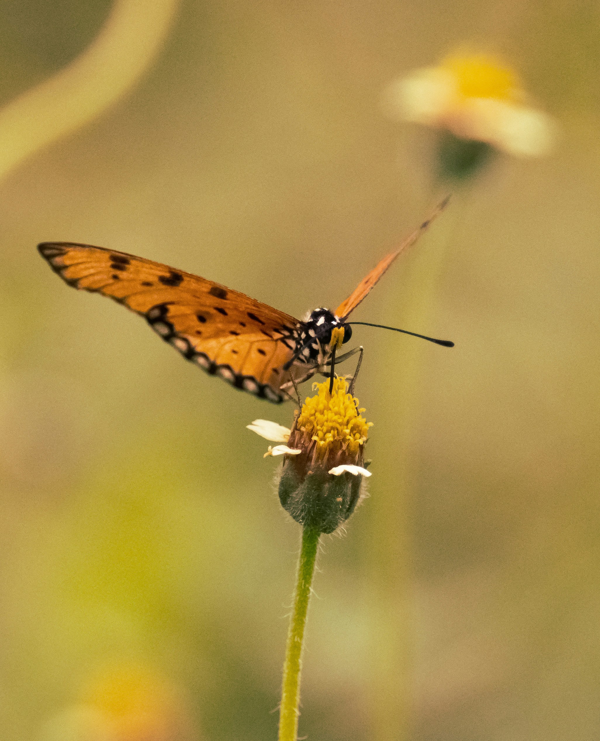 Orange-veined butterfly perches on a wildflower against a soft meadow backdrop