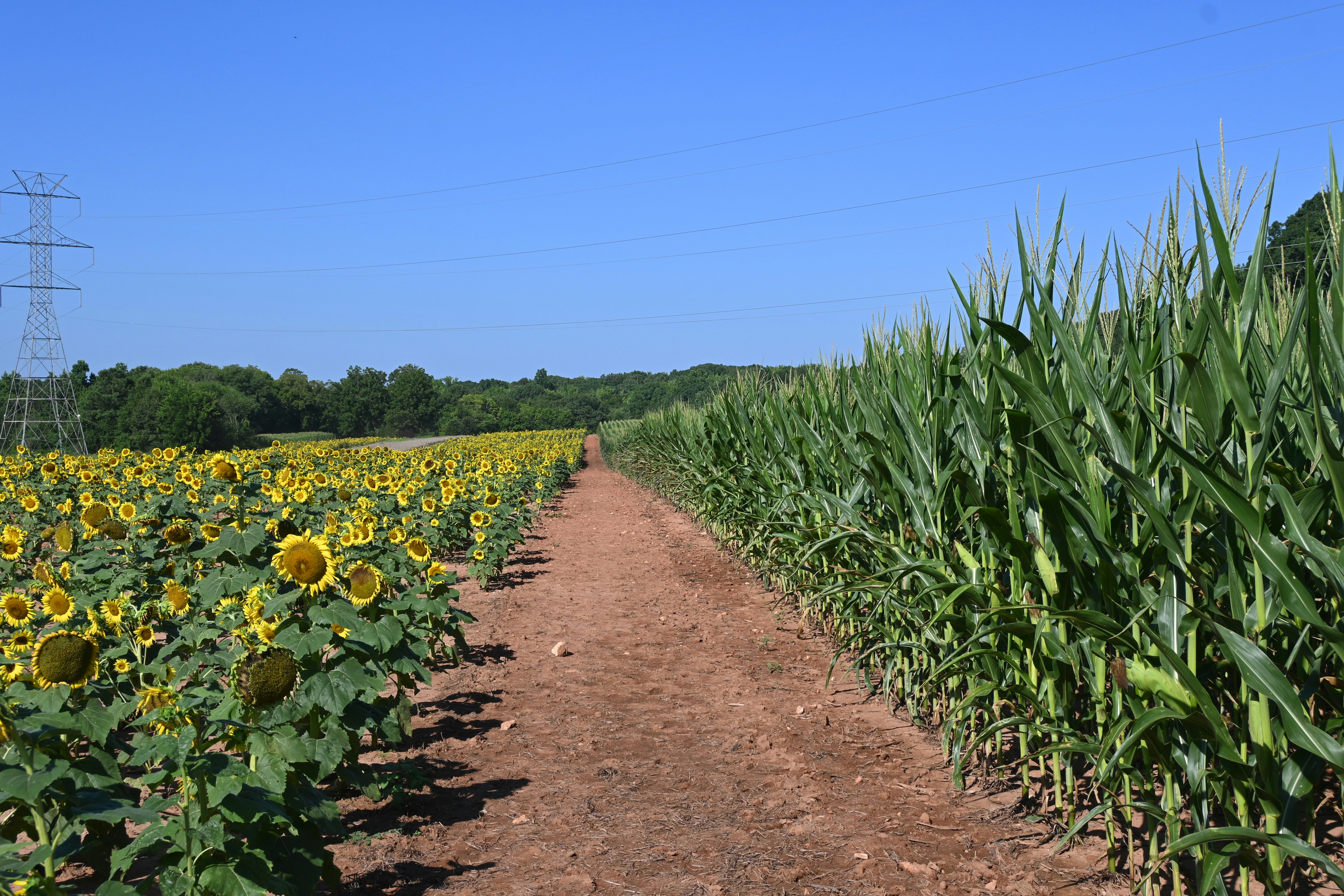 A Sunflower Alley: ferns of golden blooms meet corn under a clear sky