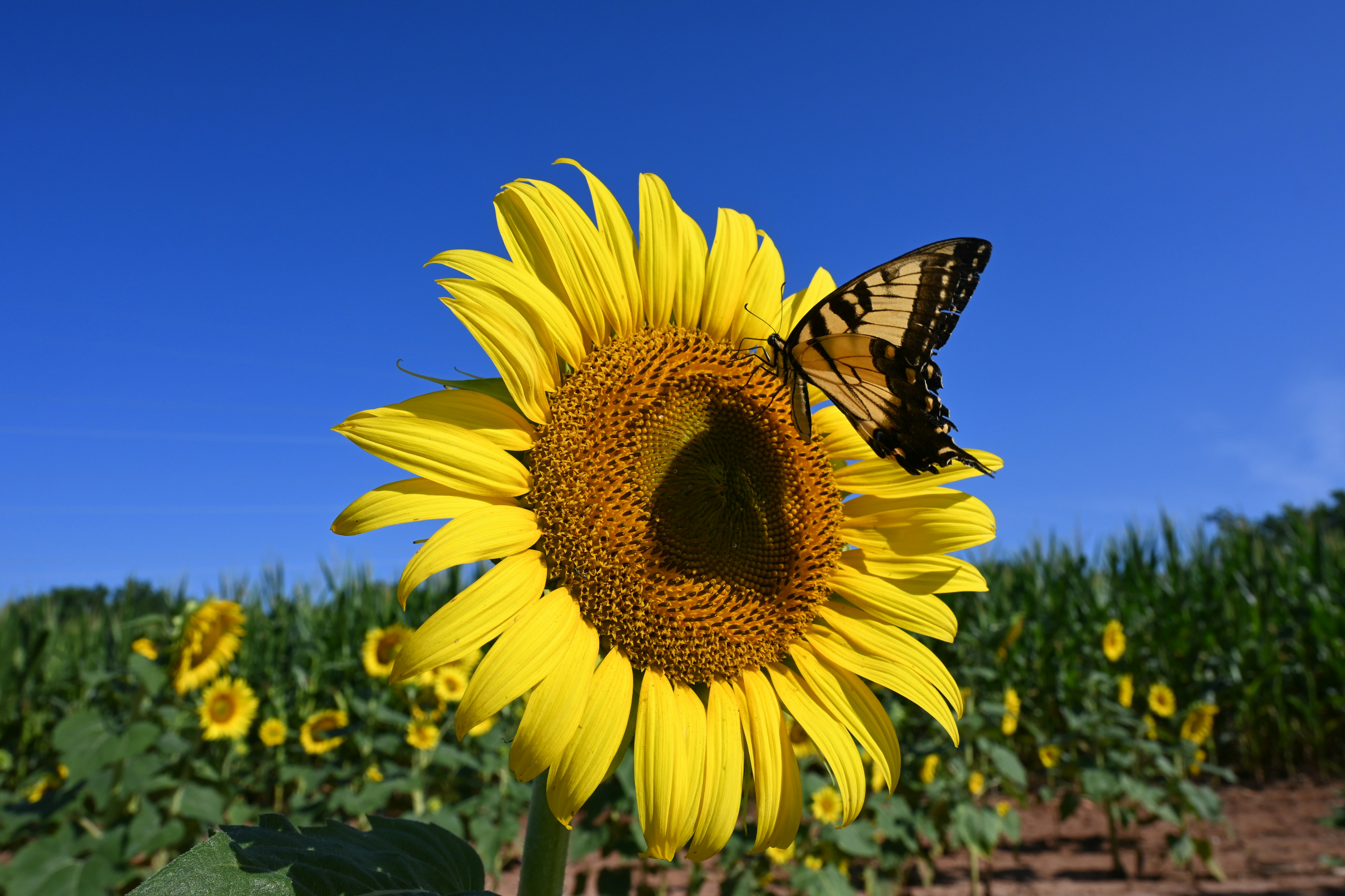 Sunflower Spotlight: Butterfly Pause on a Golden Bloom
