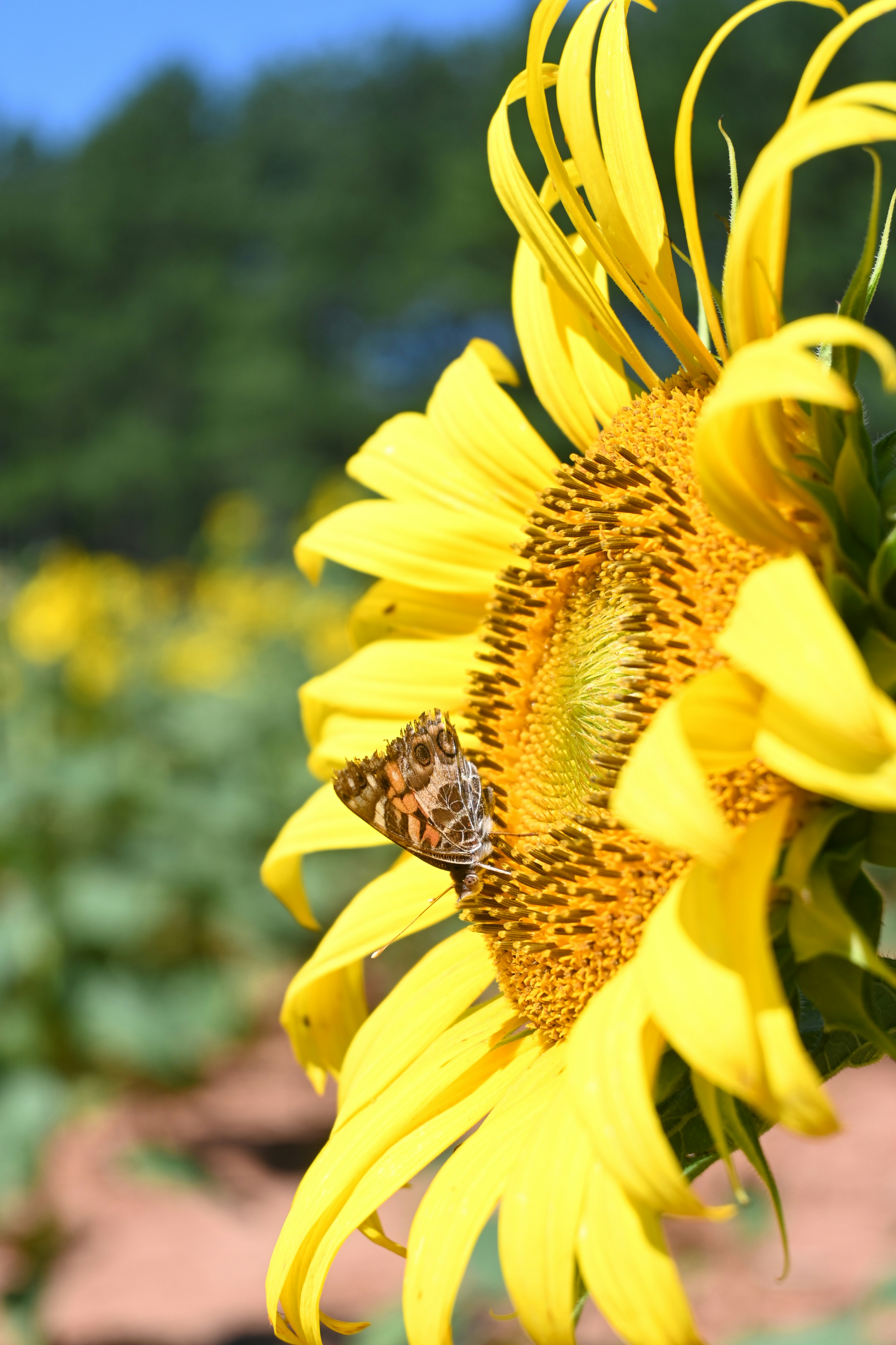 Sunflower Spotlight: A Butterfly rested on Golden Petals