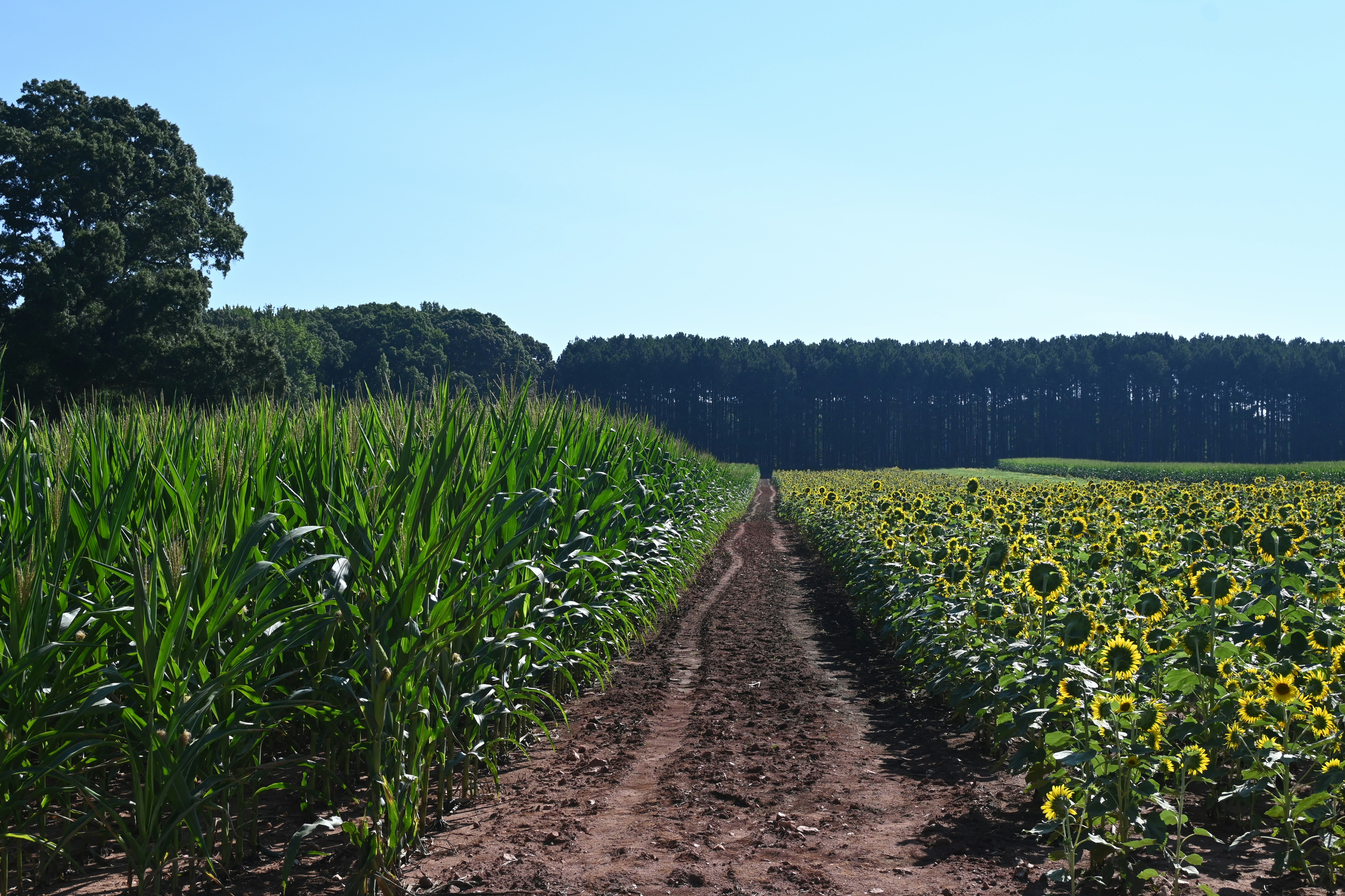 Sunflower Lane: A Farm Path Between Corn Rows Under a Clear Sky