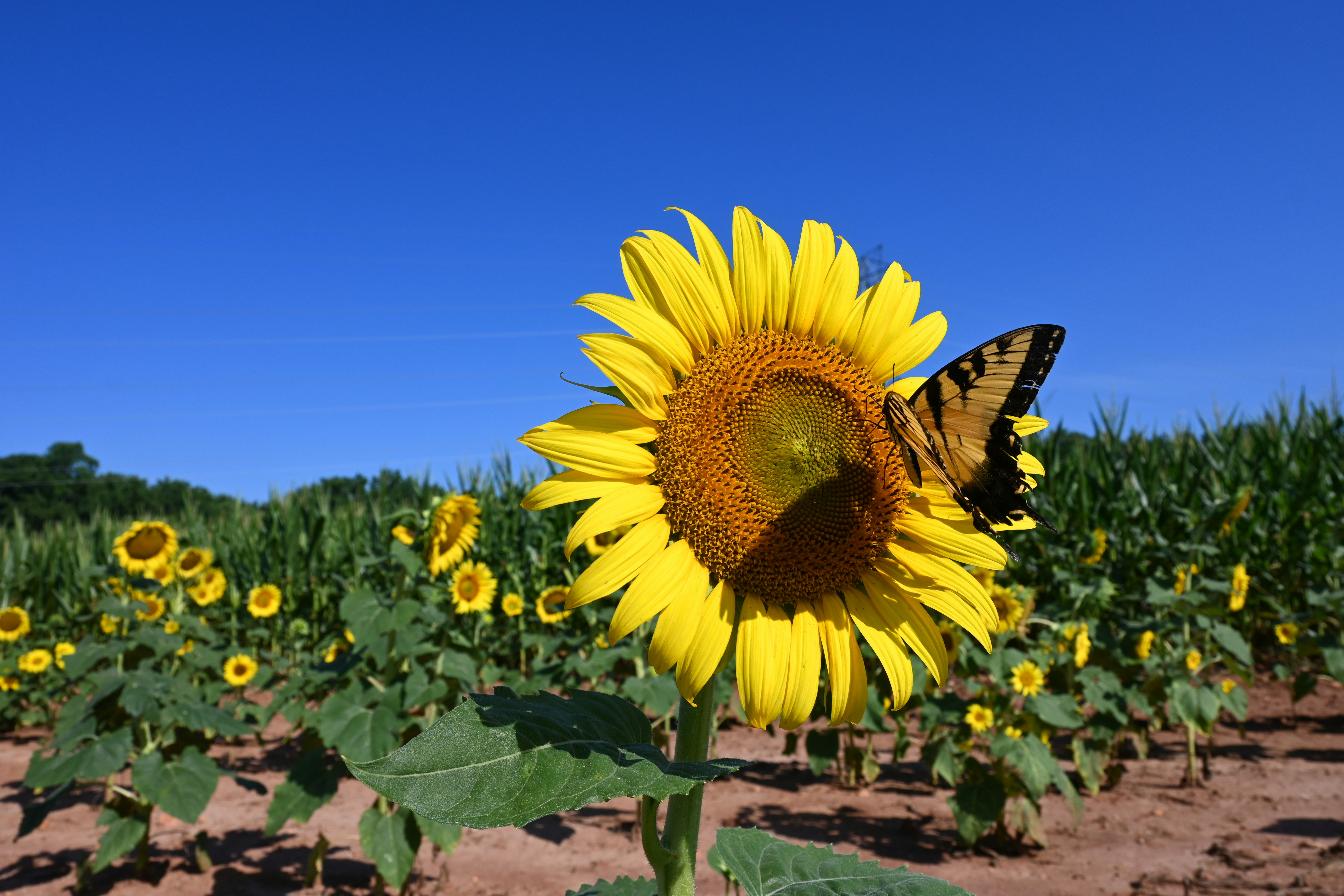Golden Helix: A Sunflower in Focus with a Monarch