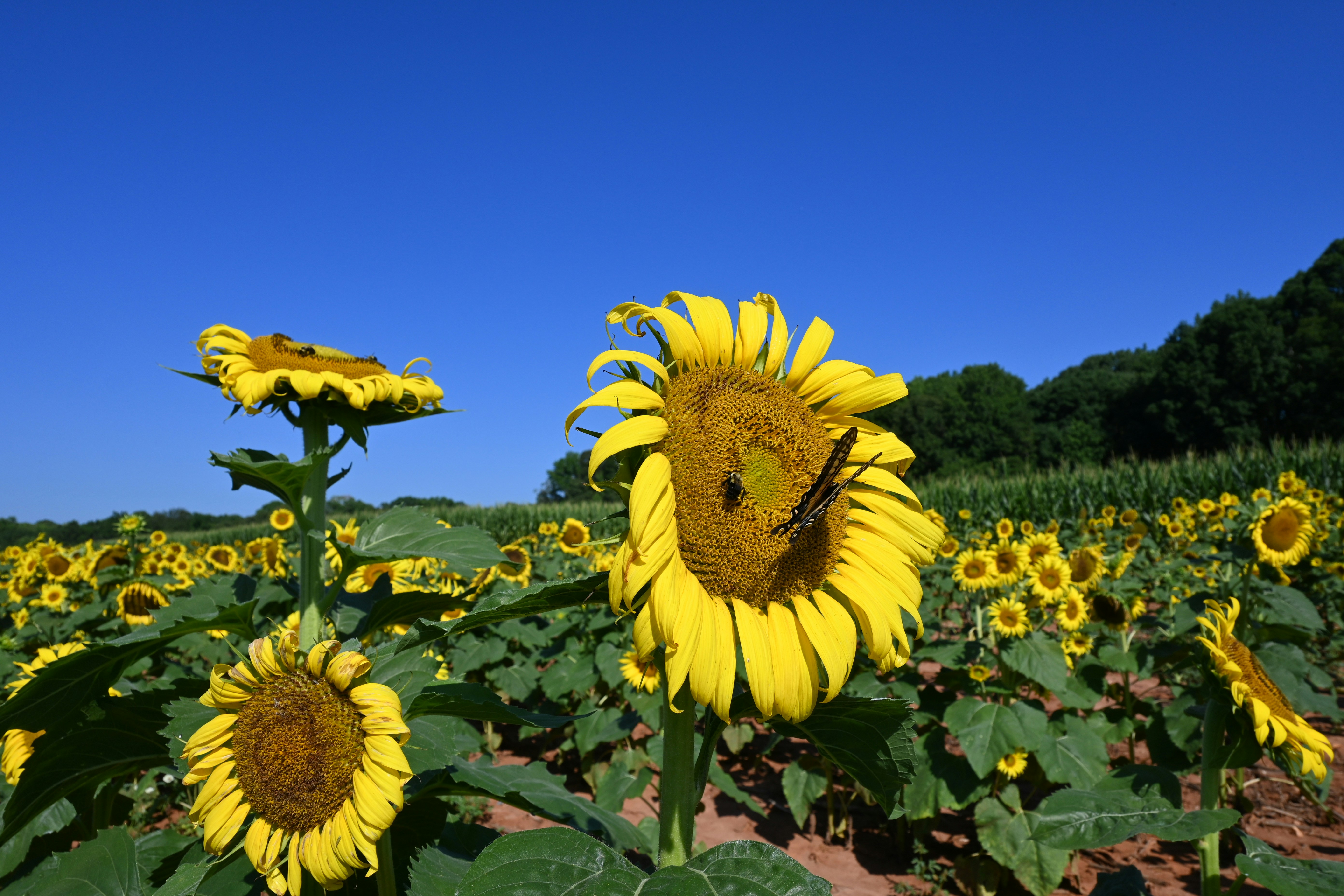 Sunlit Helianthus: A Field of Bold Golden Faces Under a Cerulean Sky