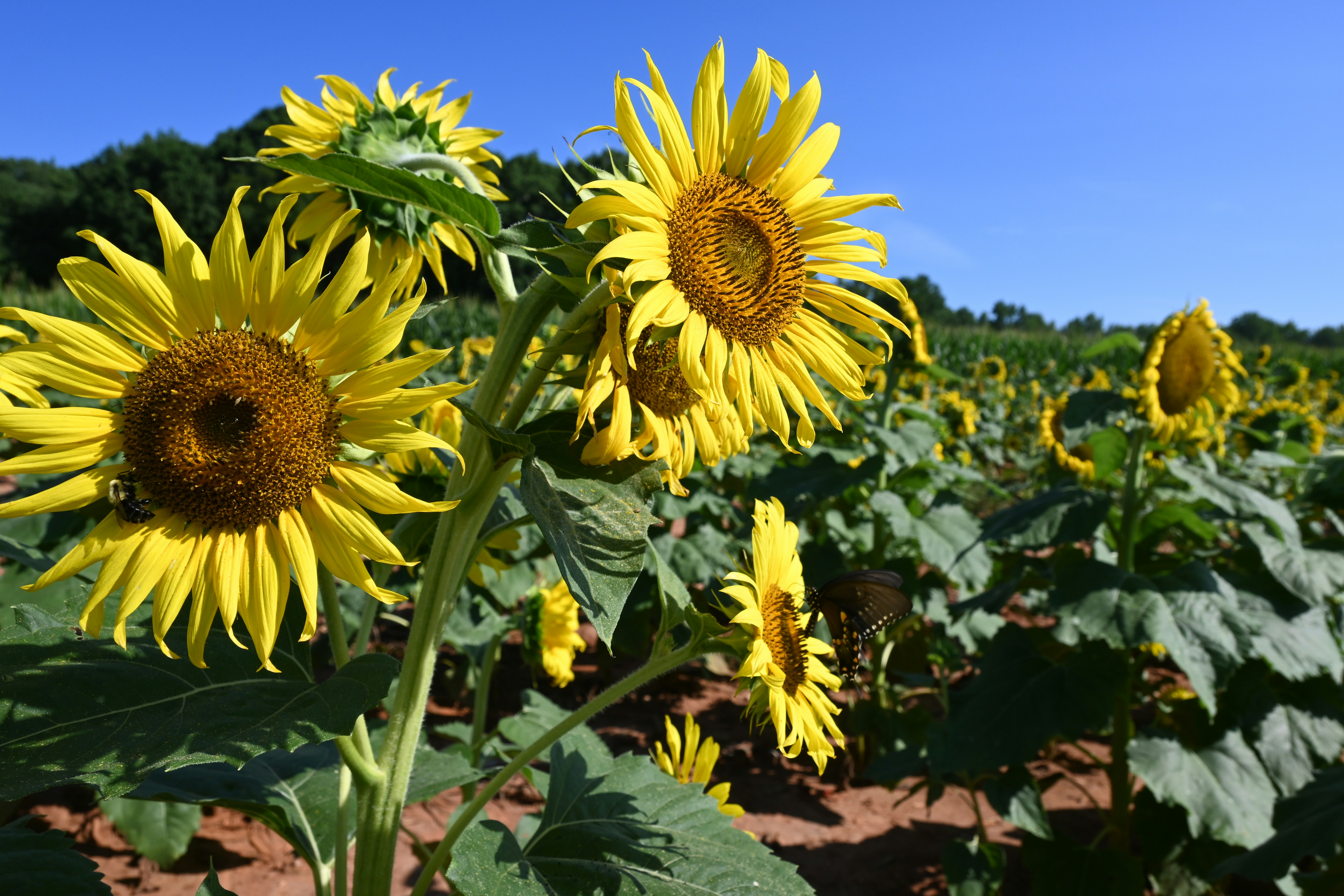Sunlit Heads: A Sea of Yellow in a Sunflower Field