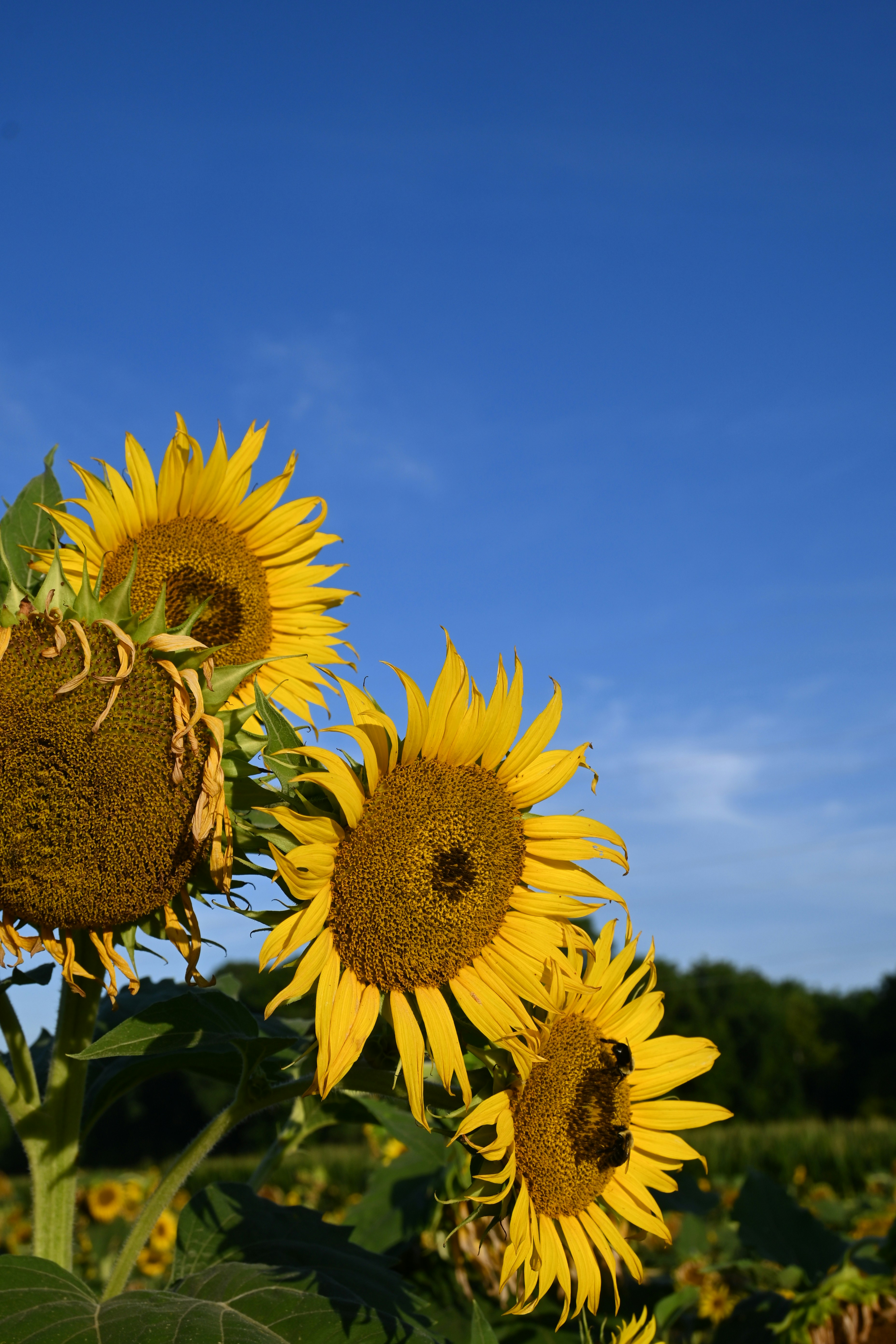 Sunlit Helios: A Trio of Sunflowers Against a Clear Blue Sky