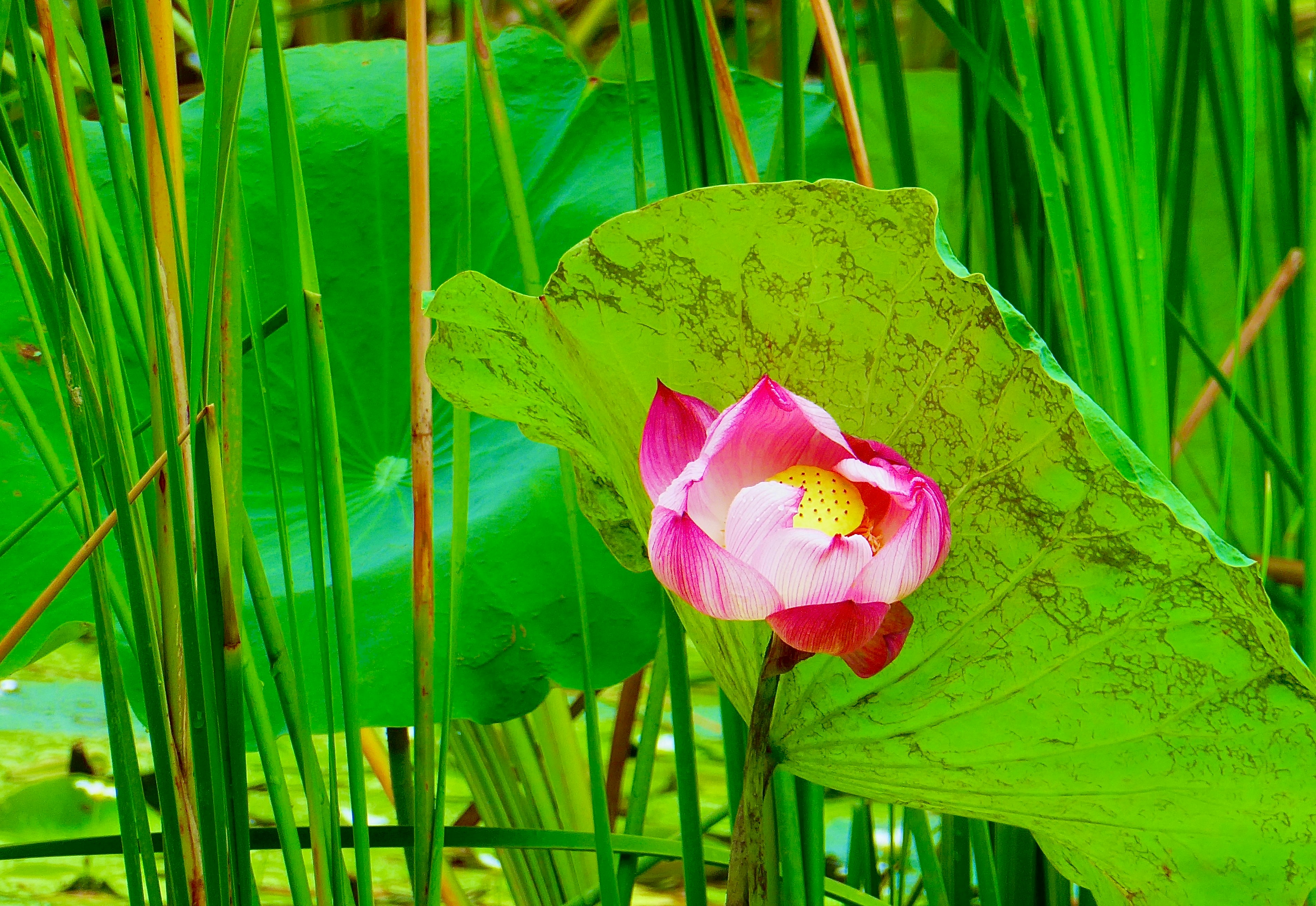 Pink Lotus Bloom Amidst Green Reeds