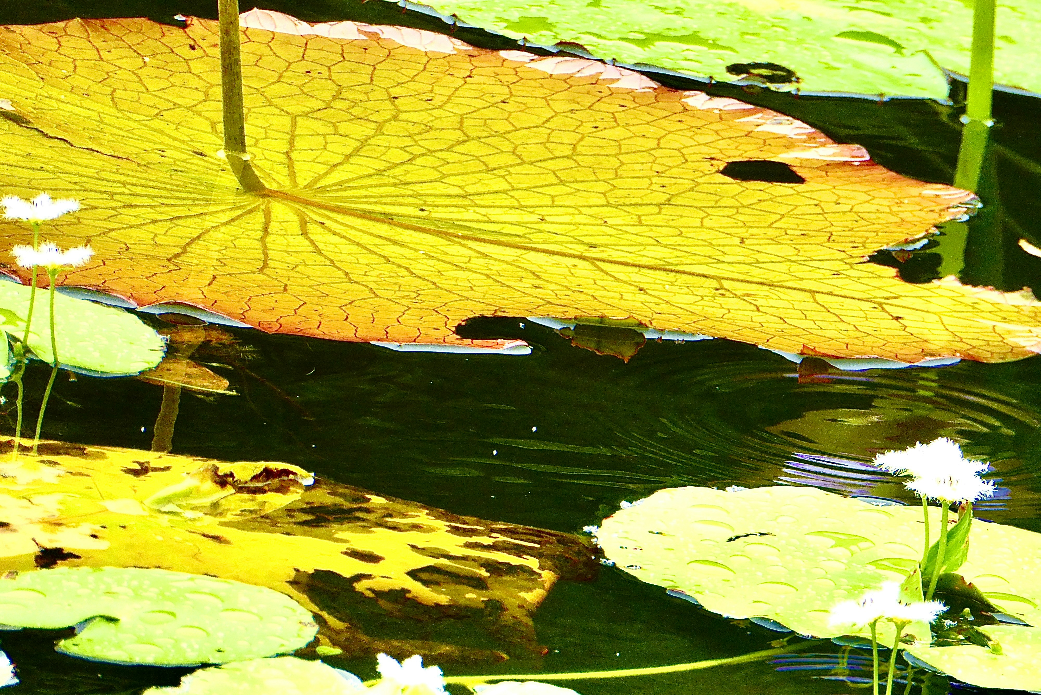 Morning Light on a Lily Pad Terrace
