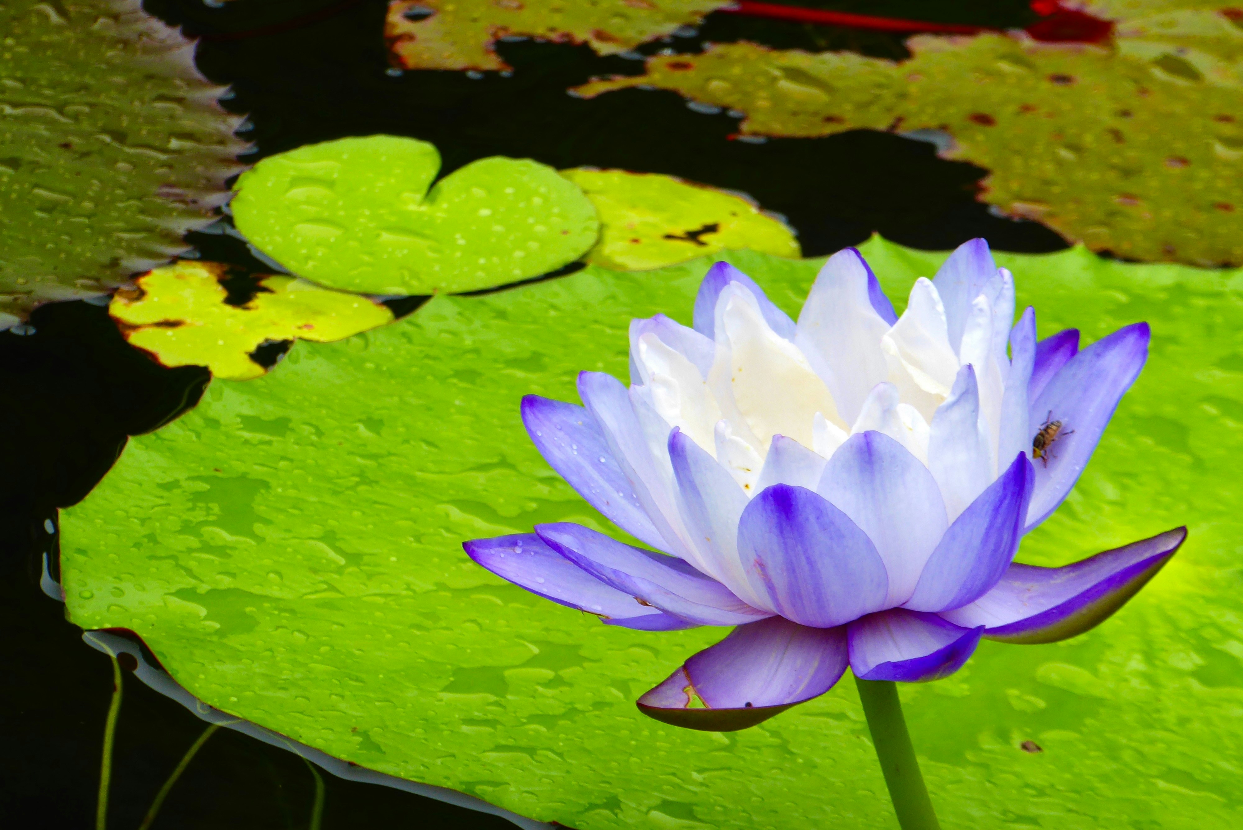 Purple Lotus in a Pond: A Petal Companion to Green Lilypad Gold