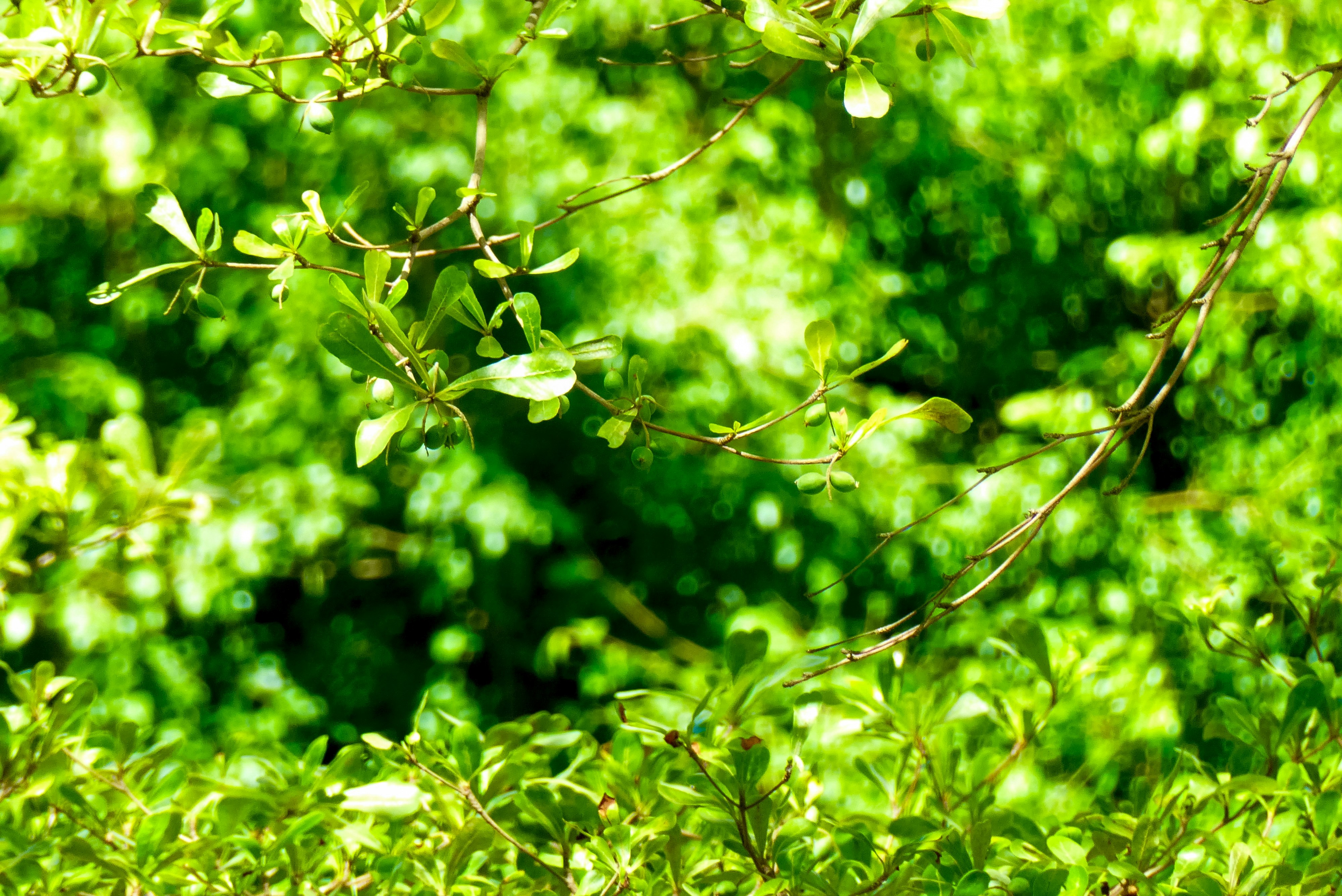 Sunlit Green Threads: Branches Weaving Through a Bright Foliage Scene