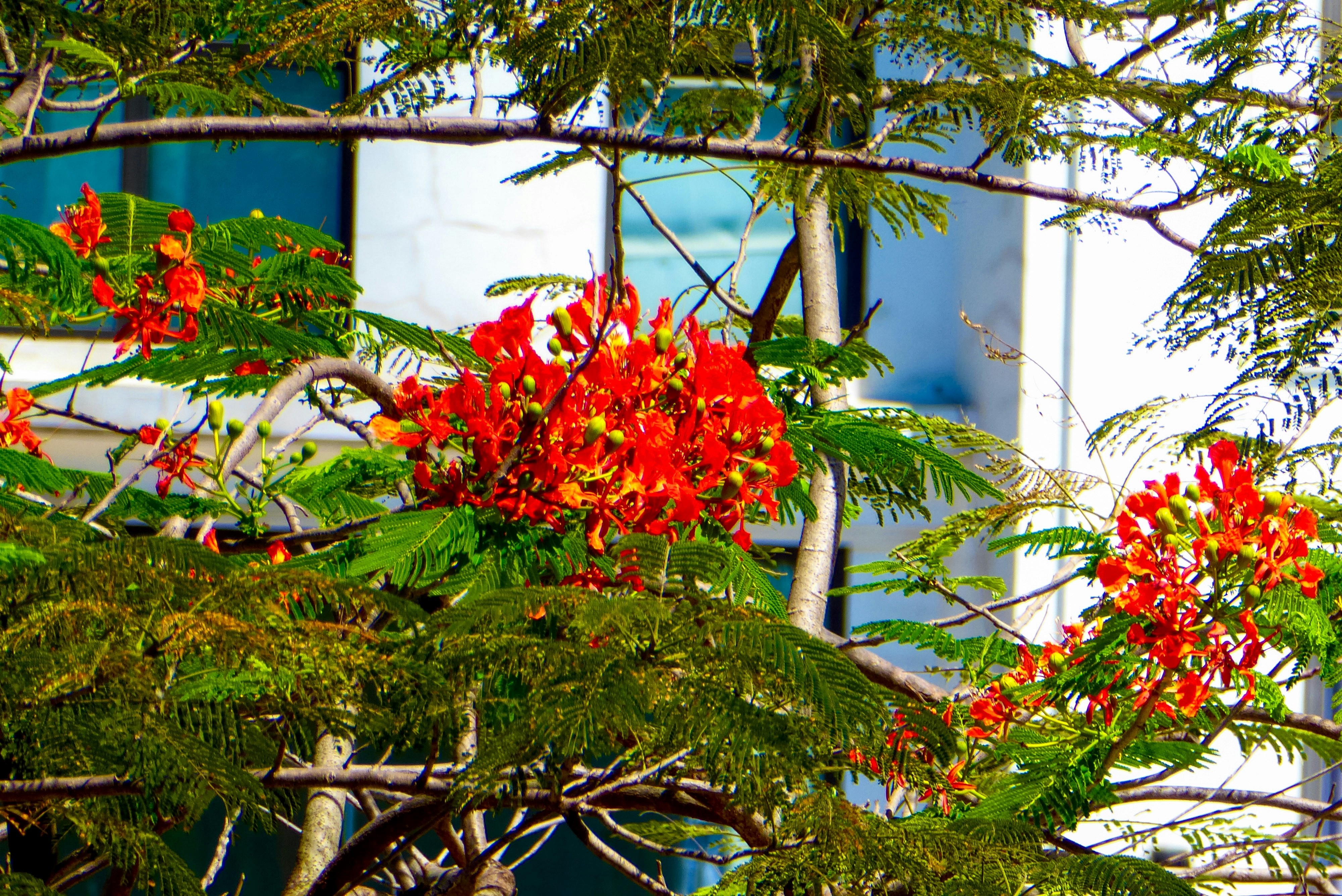Red Flower Clusters Framing a Sunlit Foliage Window