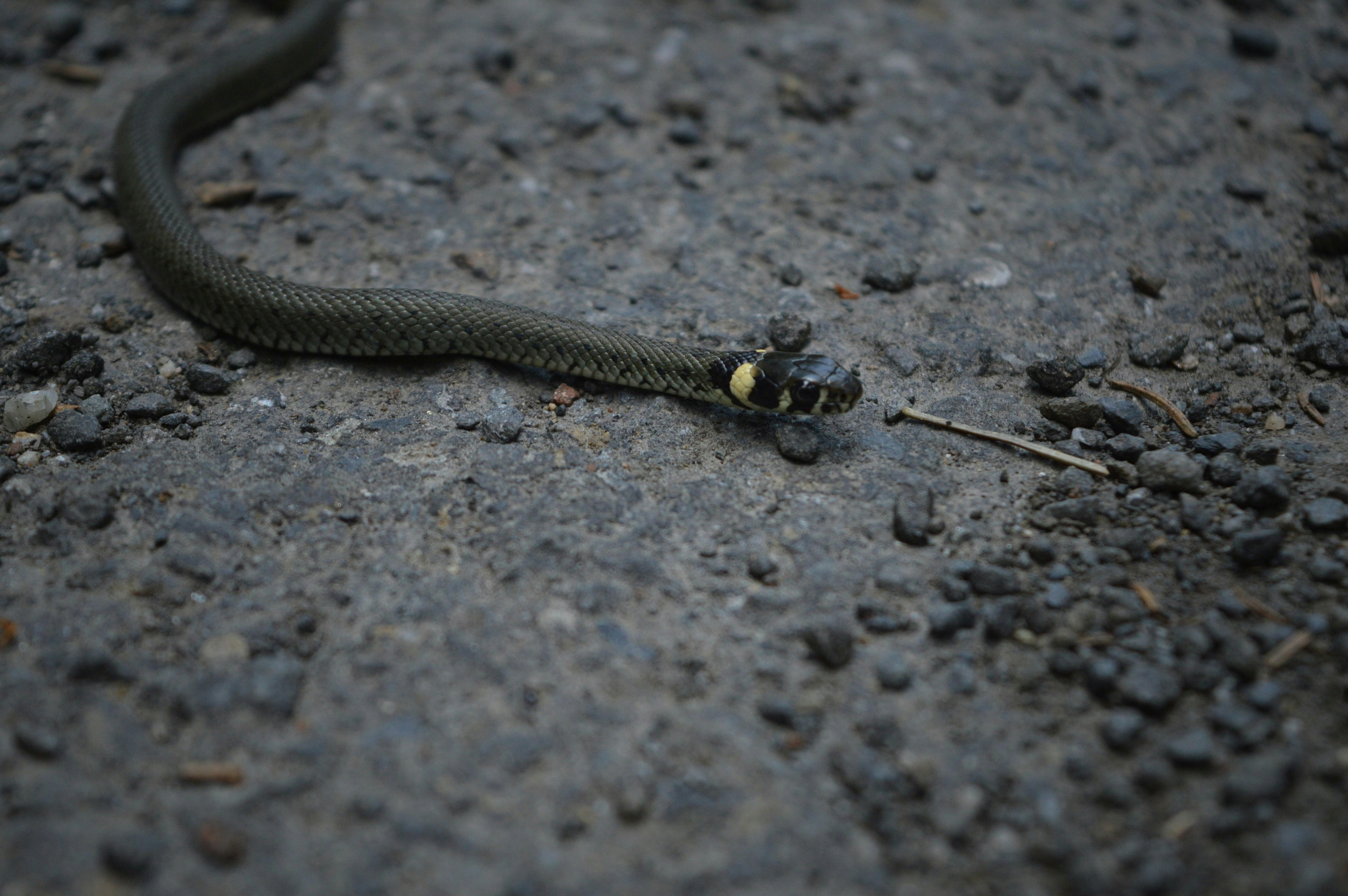 A small snake with a distinct yellow collar lies across a gritty, gravel surface, its head near a thin twig. The scene emphasizes the creature against a muted, textured ground.