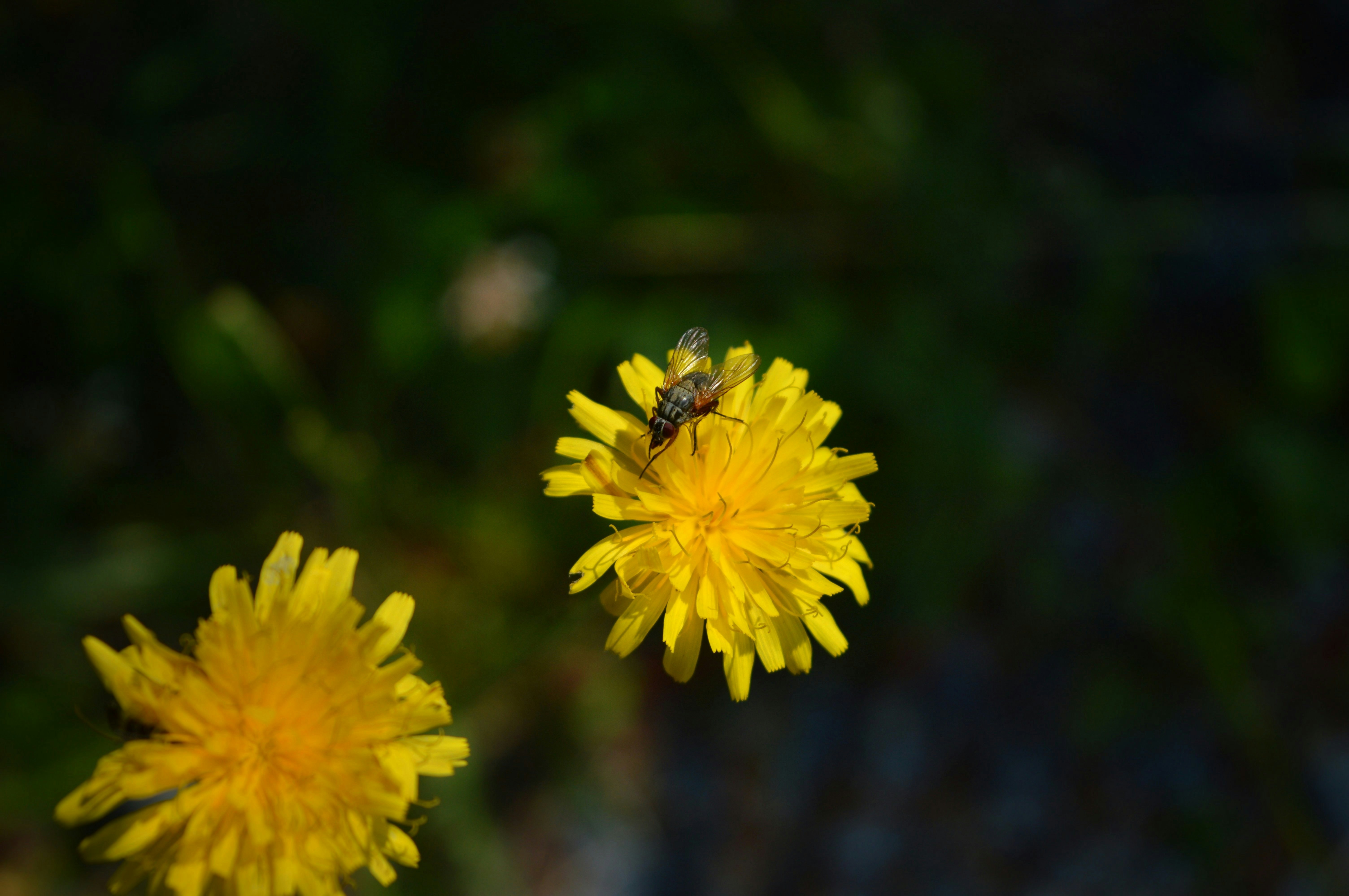 Sunlit Dandelion Bloom Under a Hovering Visitor