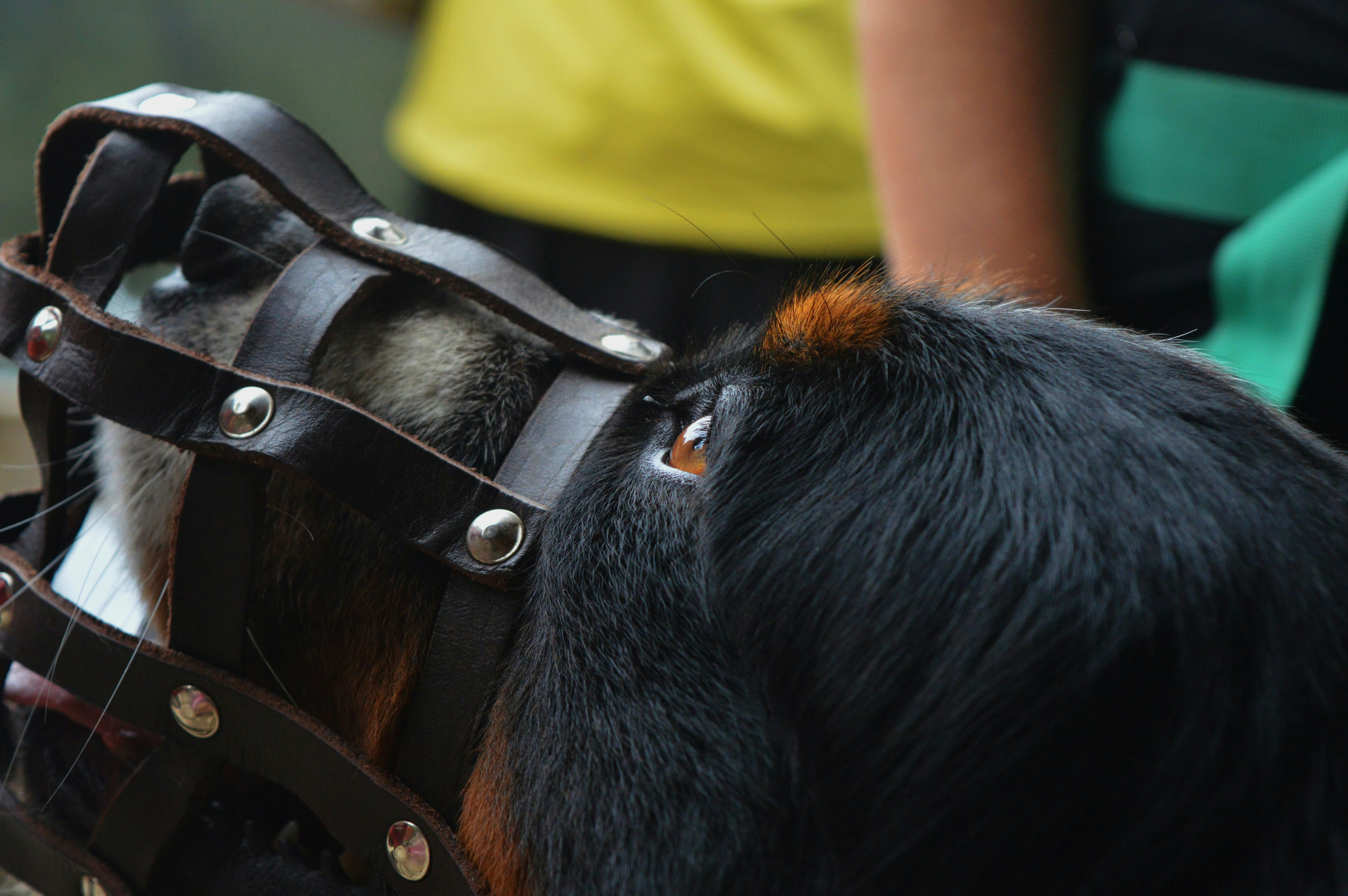 Leather harness on a calm equine silhouette