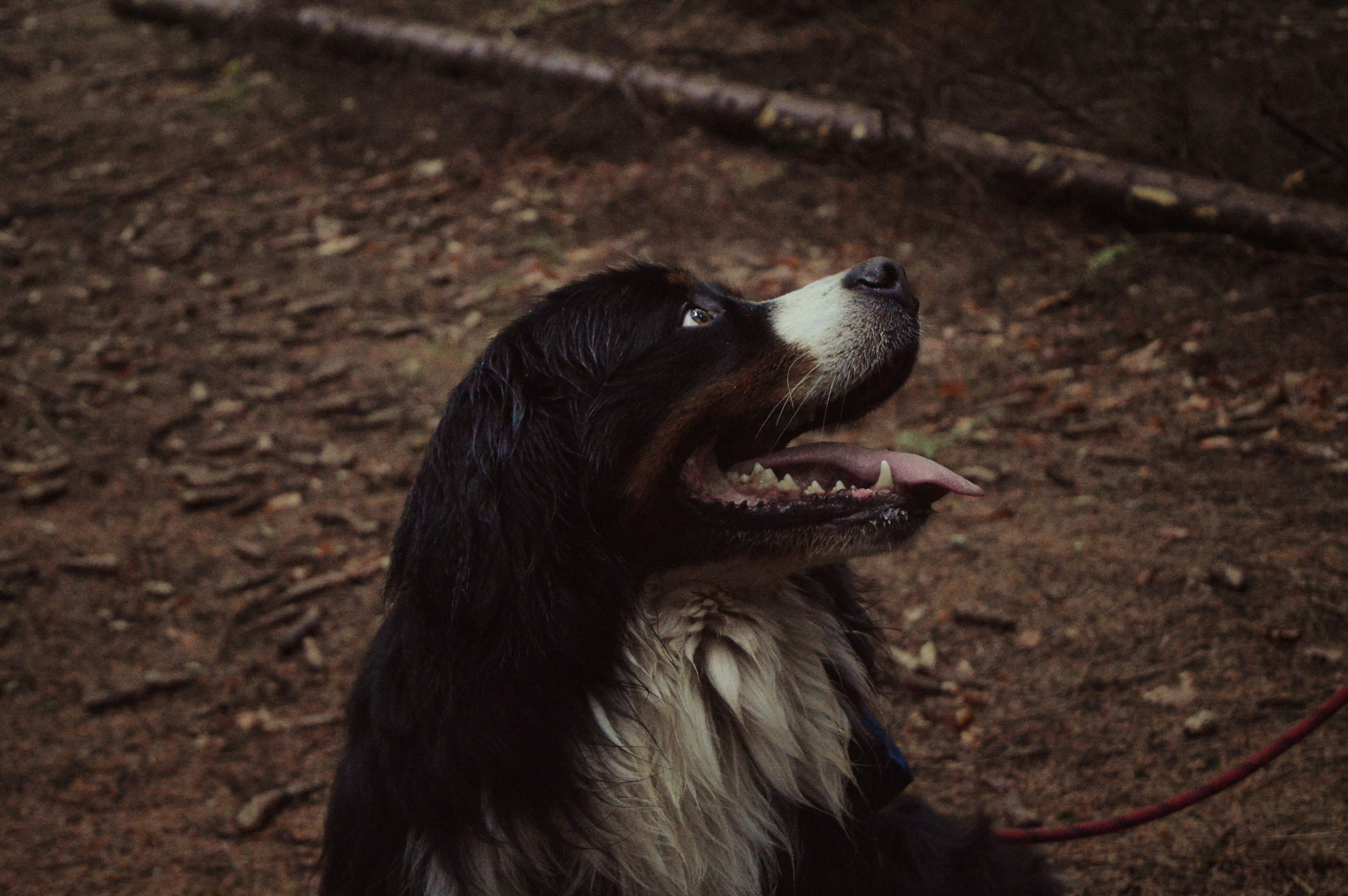 A canine gaze in dappled woodland light