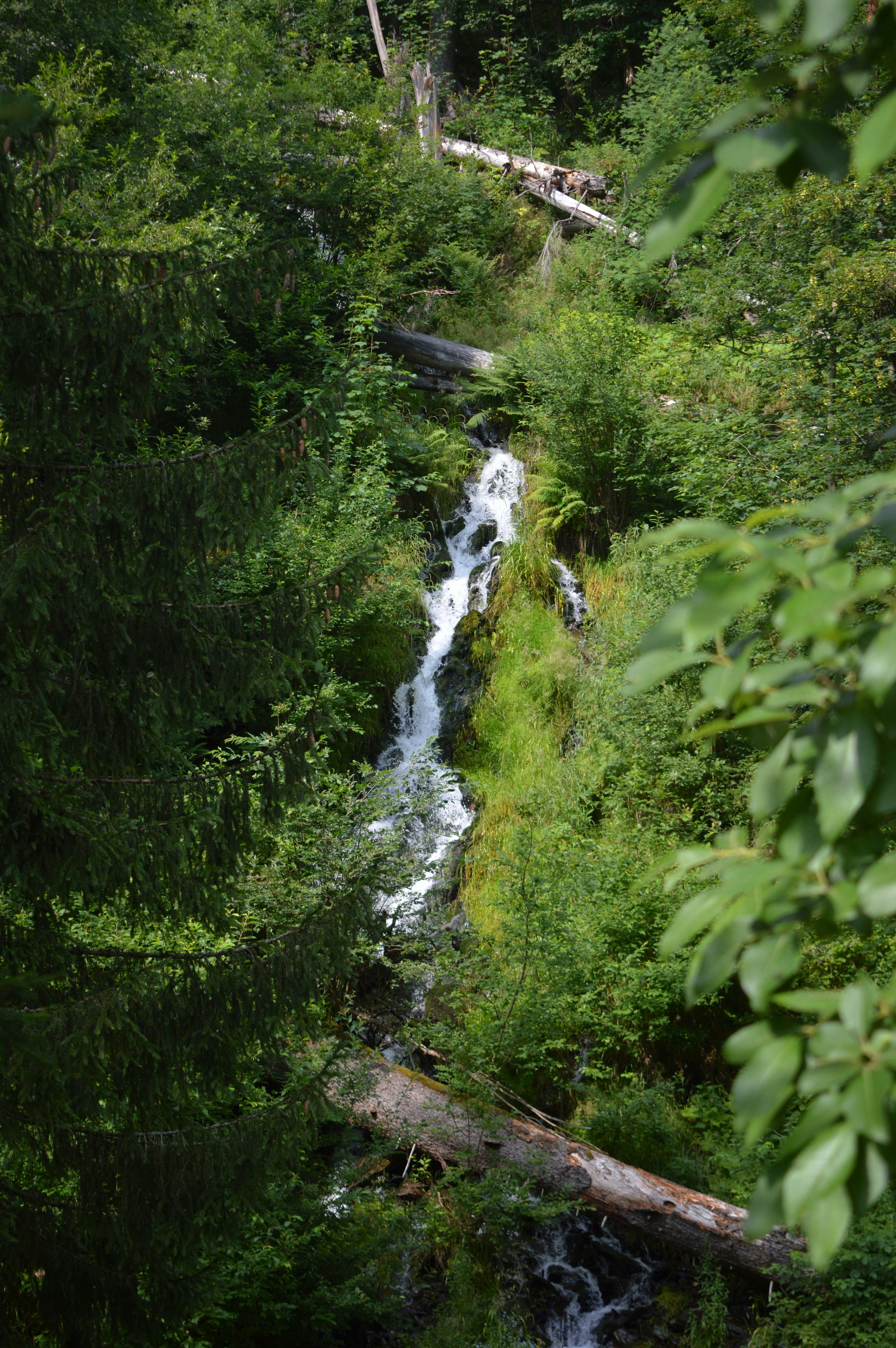 A slender waterfall winds down a ravine framed by dense evergreen and deciduous trees, with fallen logs and lush moss along the rocky channel.