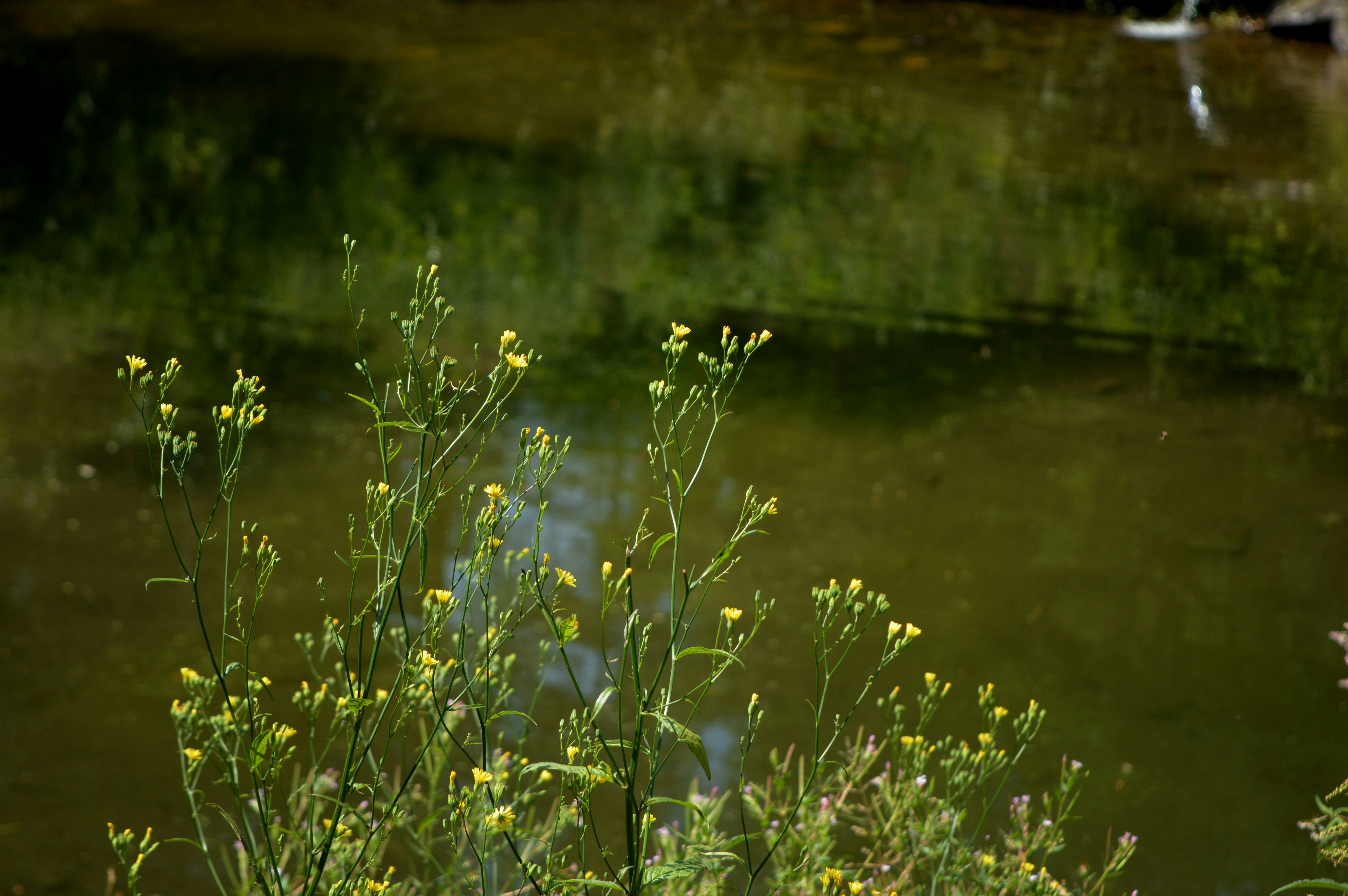 Wildflowers by the Quiet Riverbank