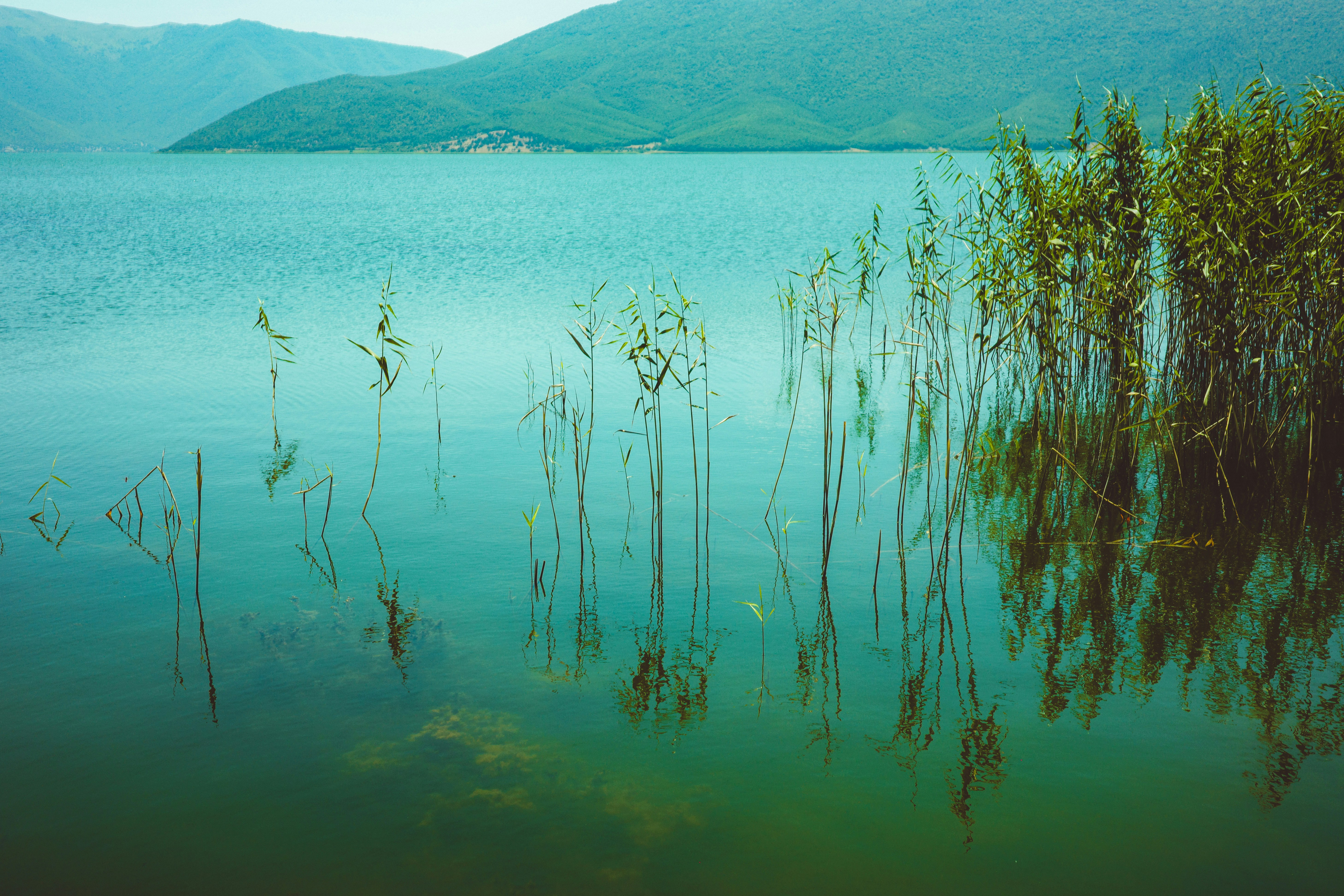 Reedy shoreline over emerald water beneath distant turquoise hills